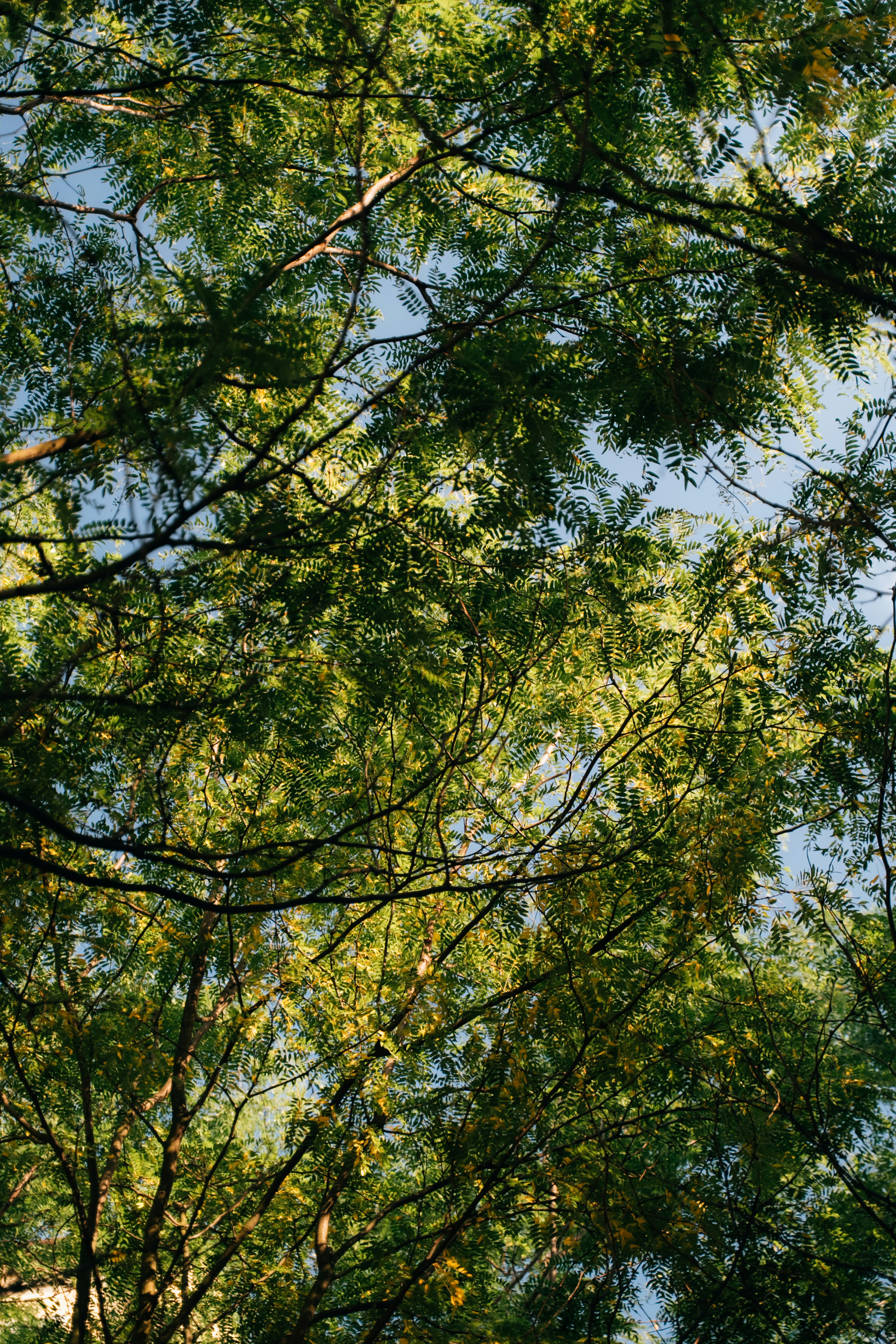 Sunlit Canopy: A Quiet Frame Above the Forest Floor