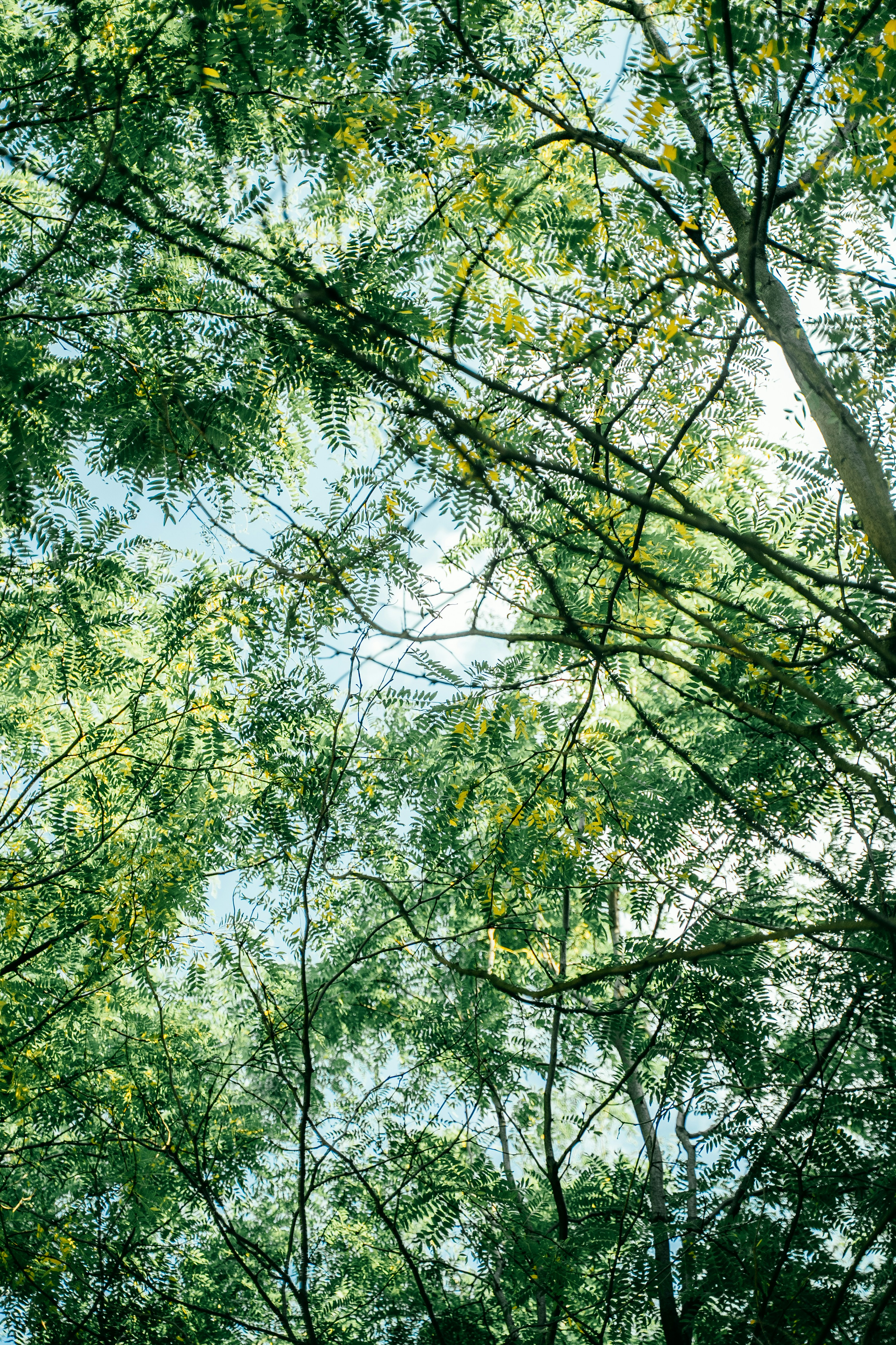 Sunlit Canopy: Fractured Light Through Feathery Leaves