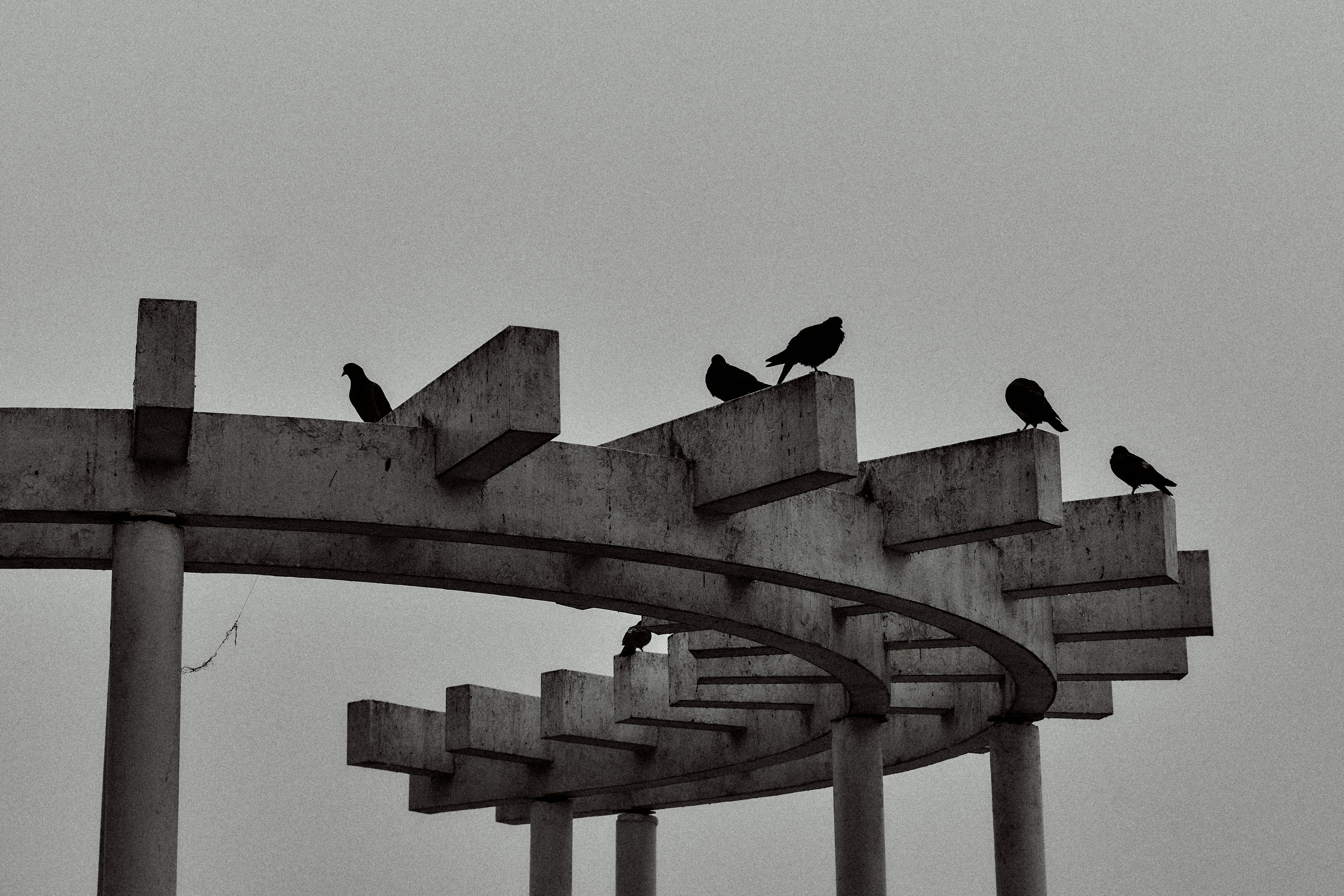Rookery on the Span: Birds perching along an architectural arc