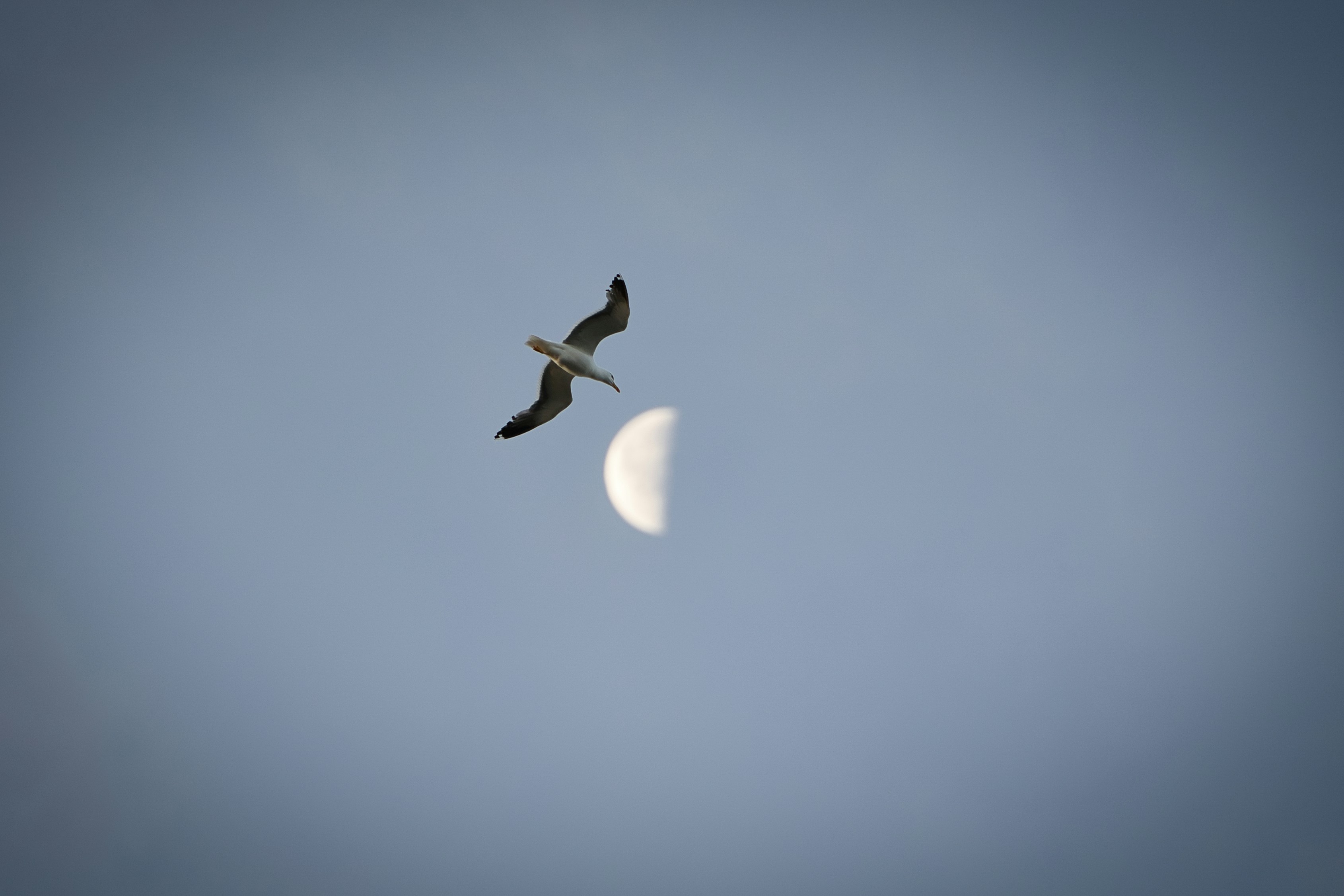Moonlit Glide: A Seabird in a Serene Sky
