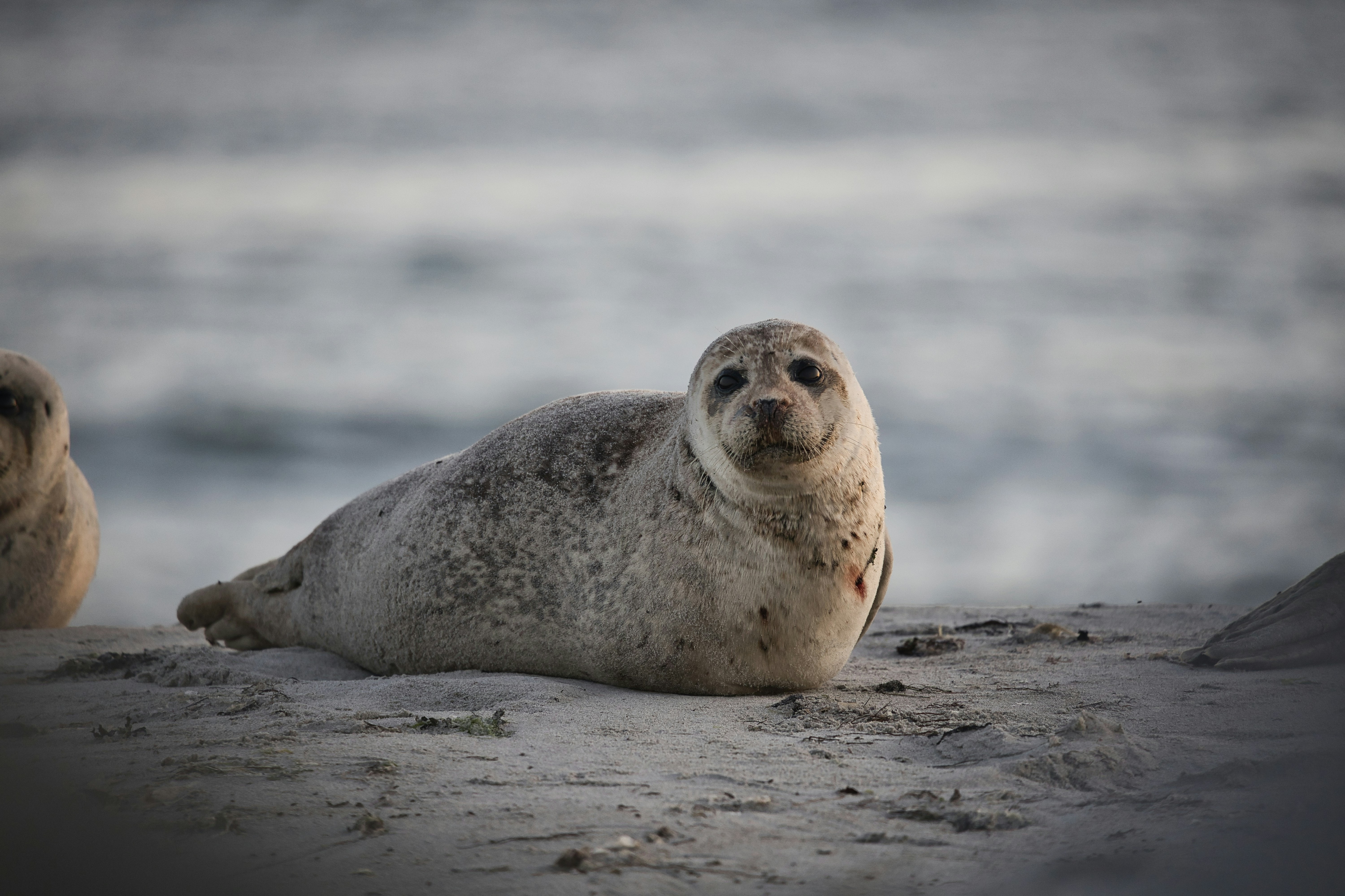 Low Tide Sentinel: A Seal Pup Watches Ashore
