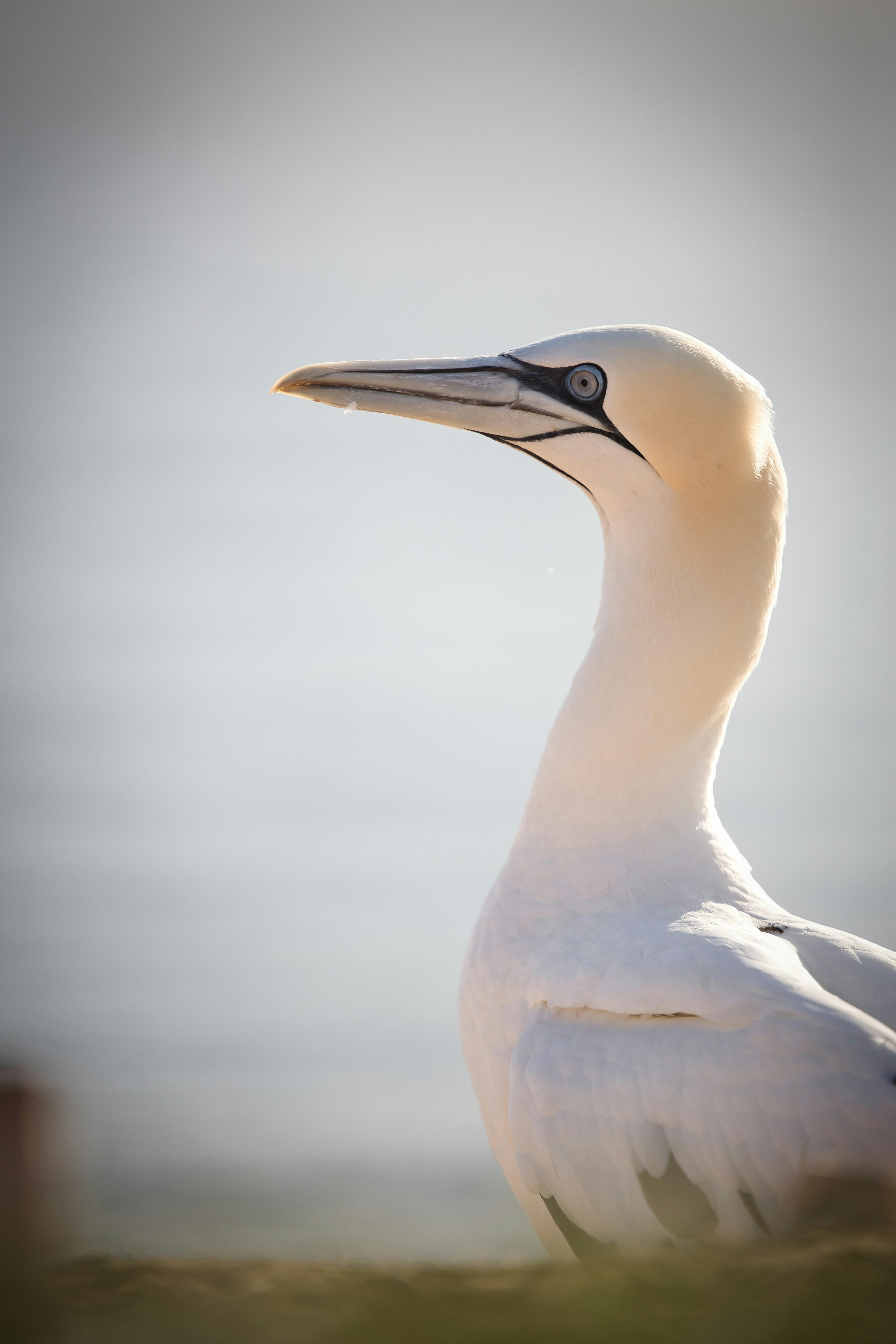 Elegant Reefed Silhouette: A White Pelican at Quiet Dawn