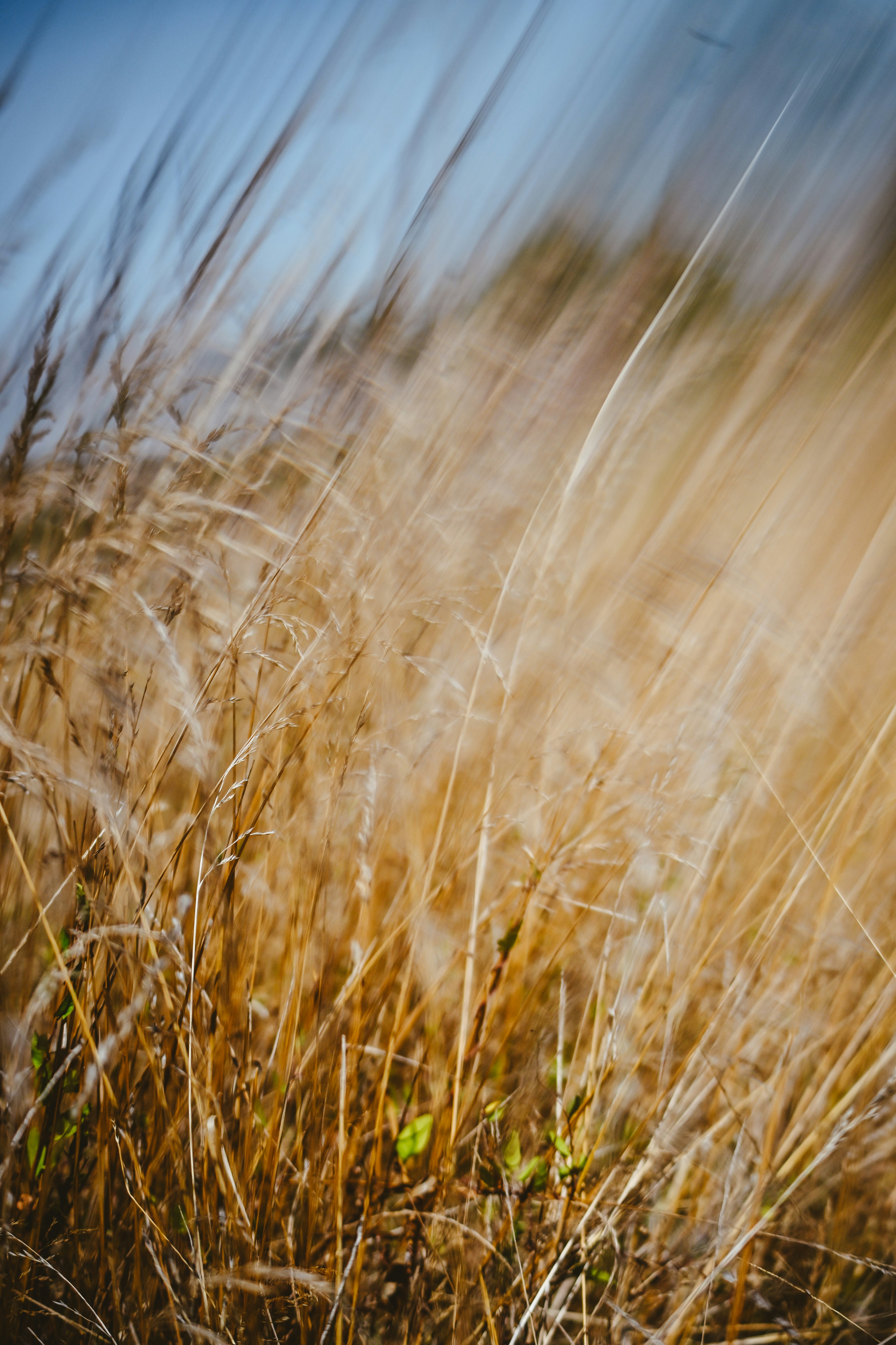 Golden Meadow in a Tilted Field