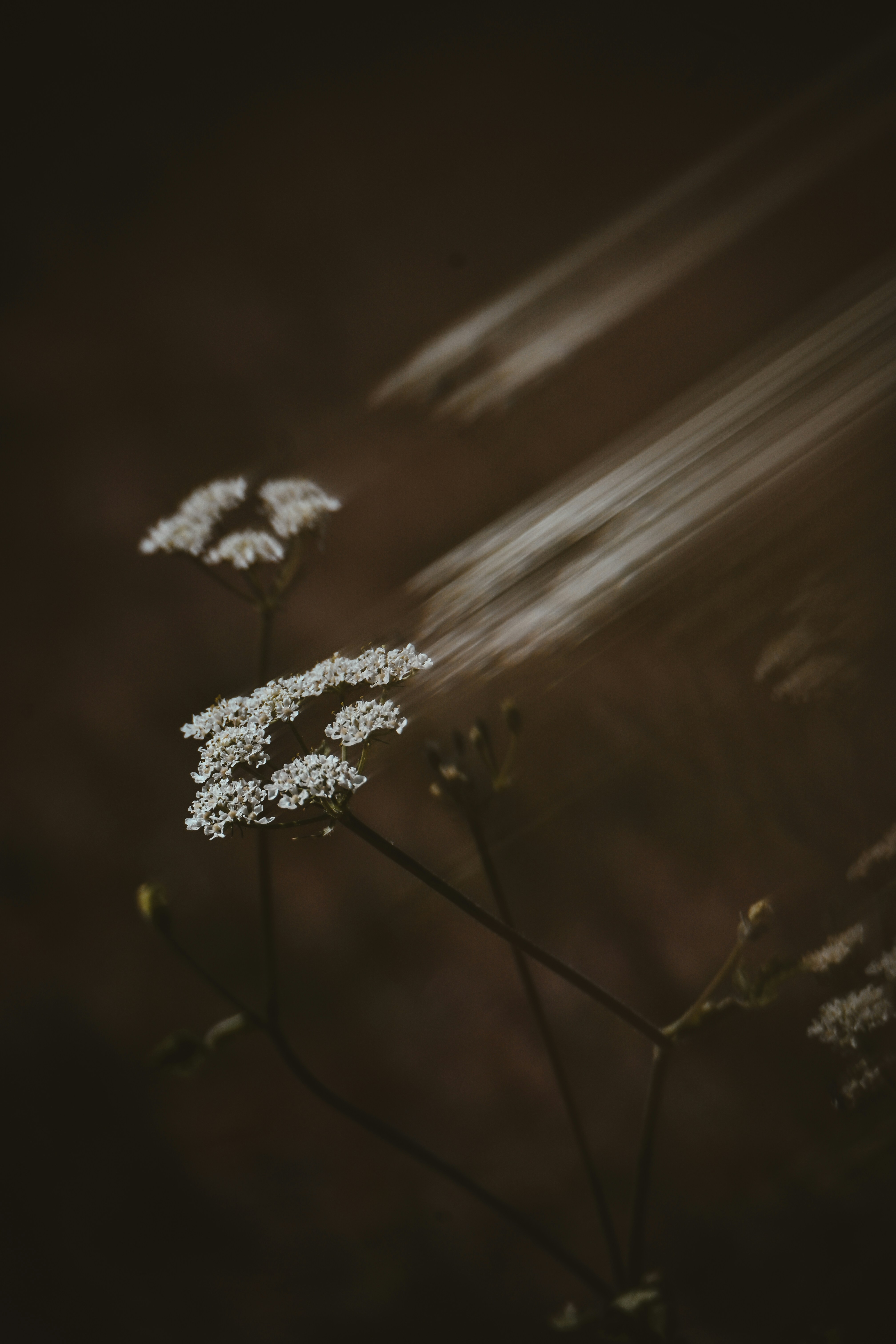 Silent Whispers of White: Wildflowers in a Velvet Blur