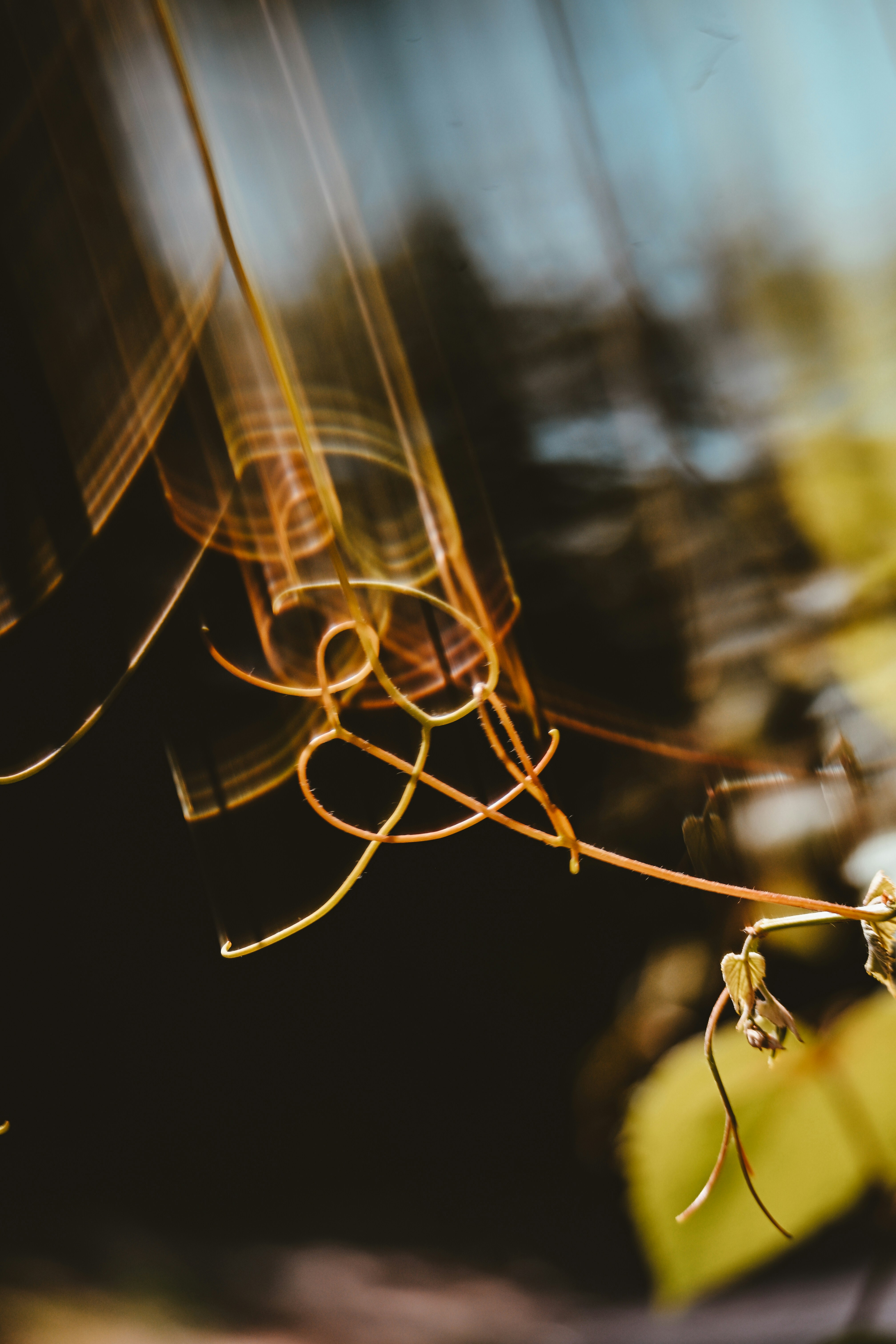 Coiled vines in motion: golden threads weaving through a blurred urban glow