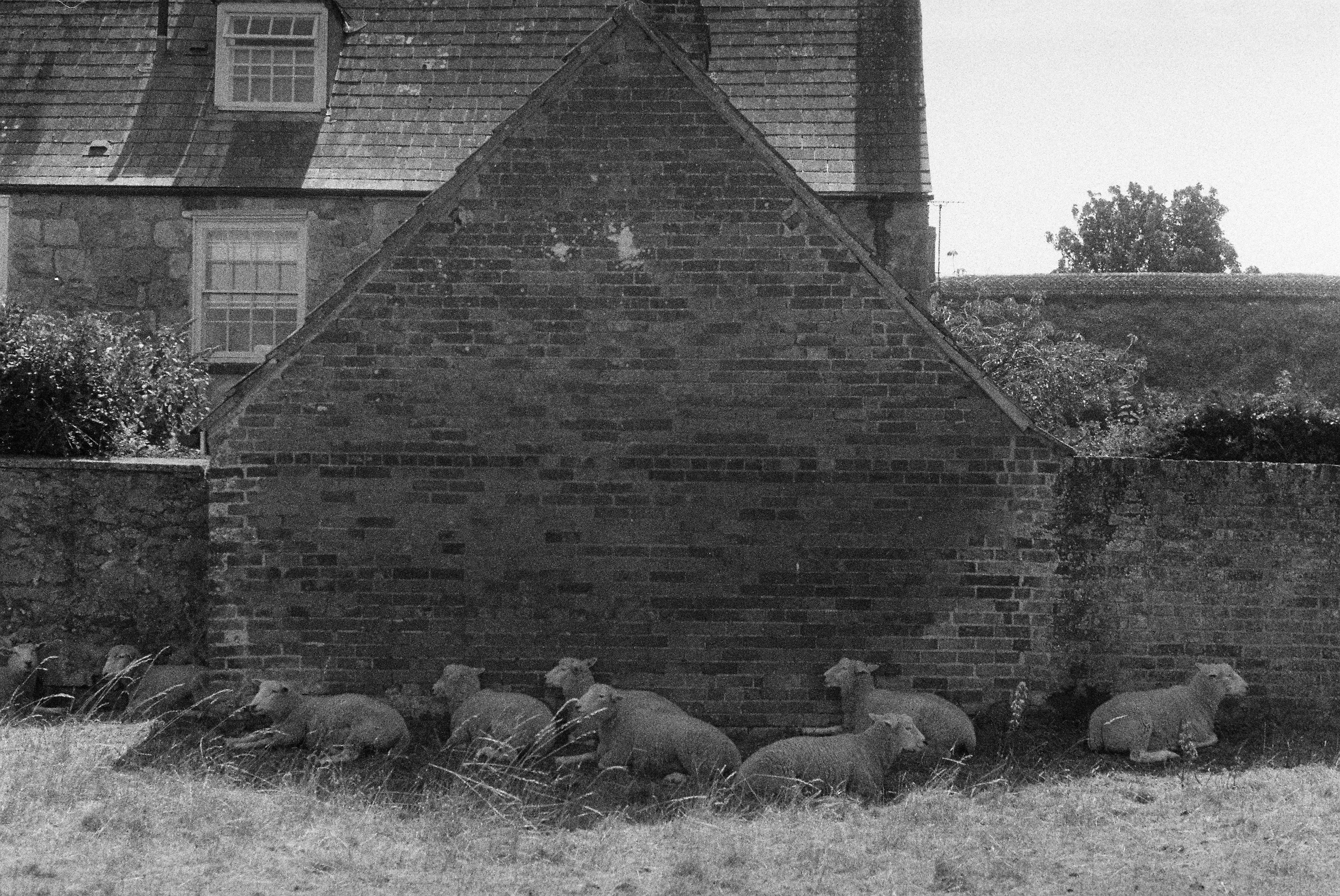 Sheep in the Shadow of a Brick Gable