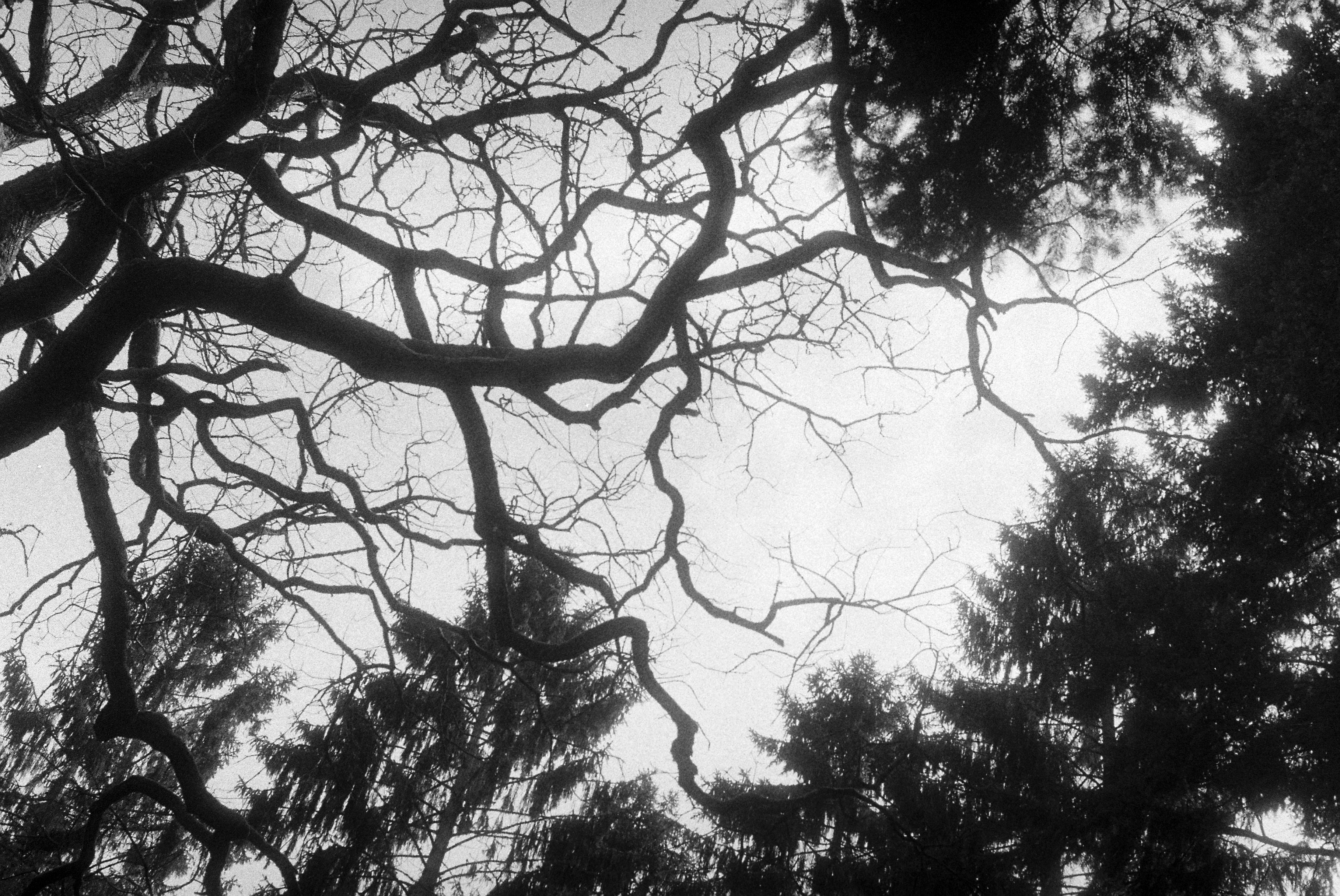 Woven Canopy: A Black-and-White Constellation of Branches