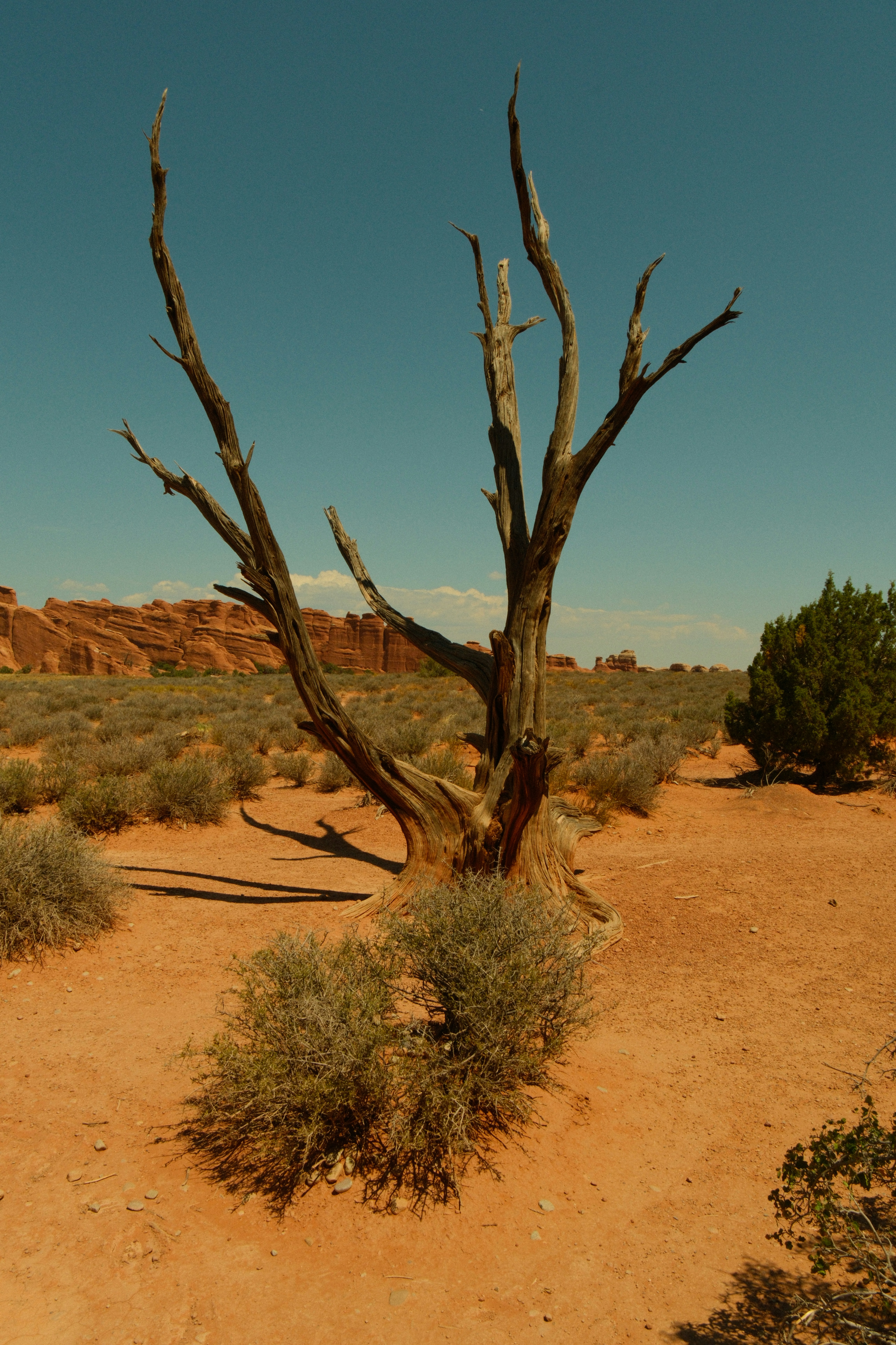 Desert Gnarled Sentinel: A Weathered Tree Amidst Arid Horizons