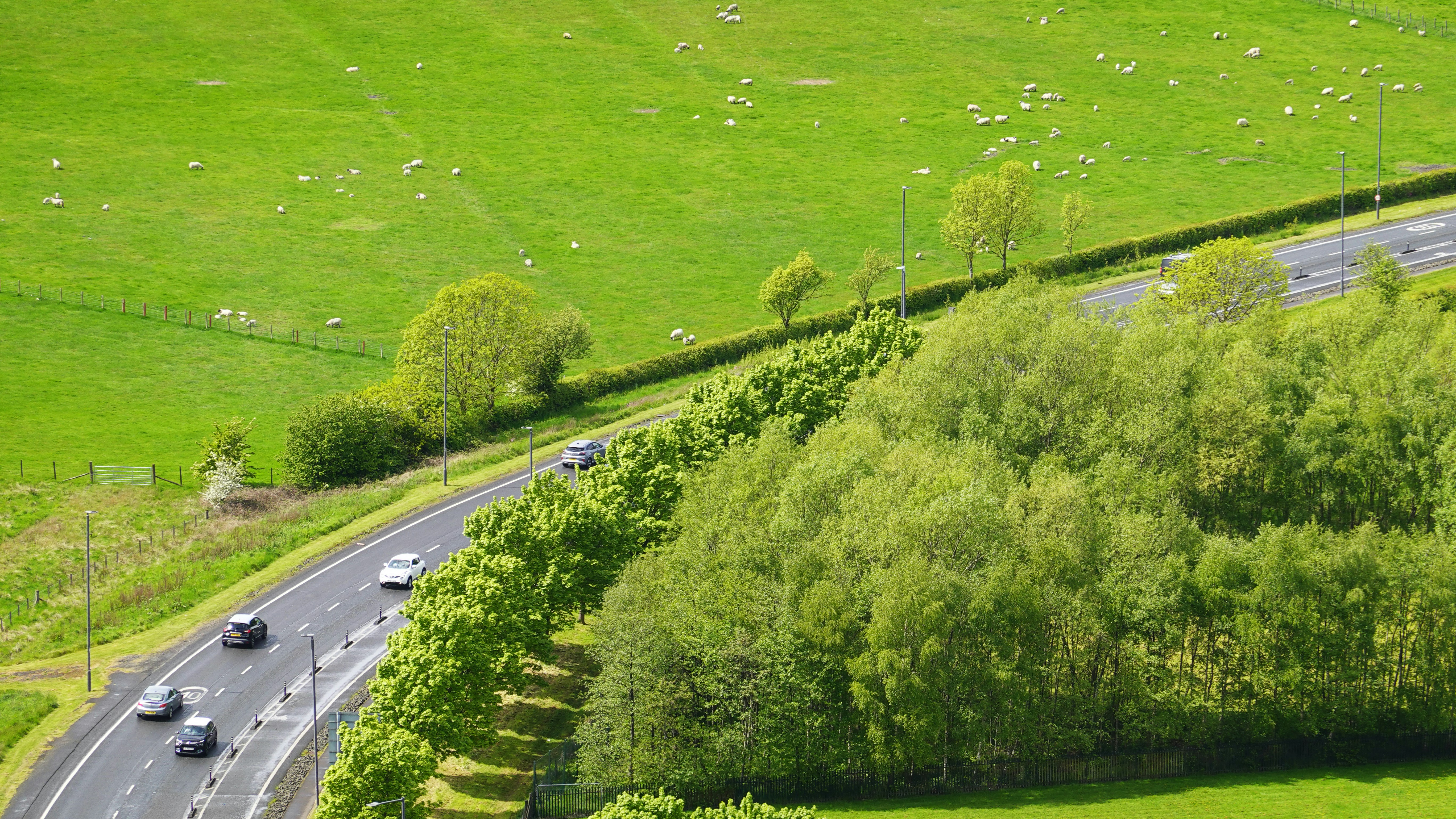 Winding Road through Patchwork Pastures and Morning Woodland