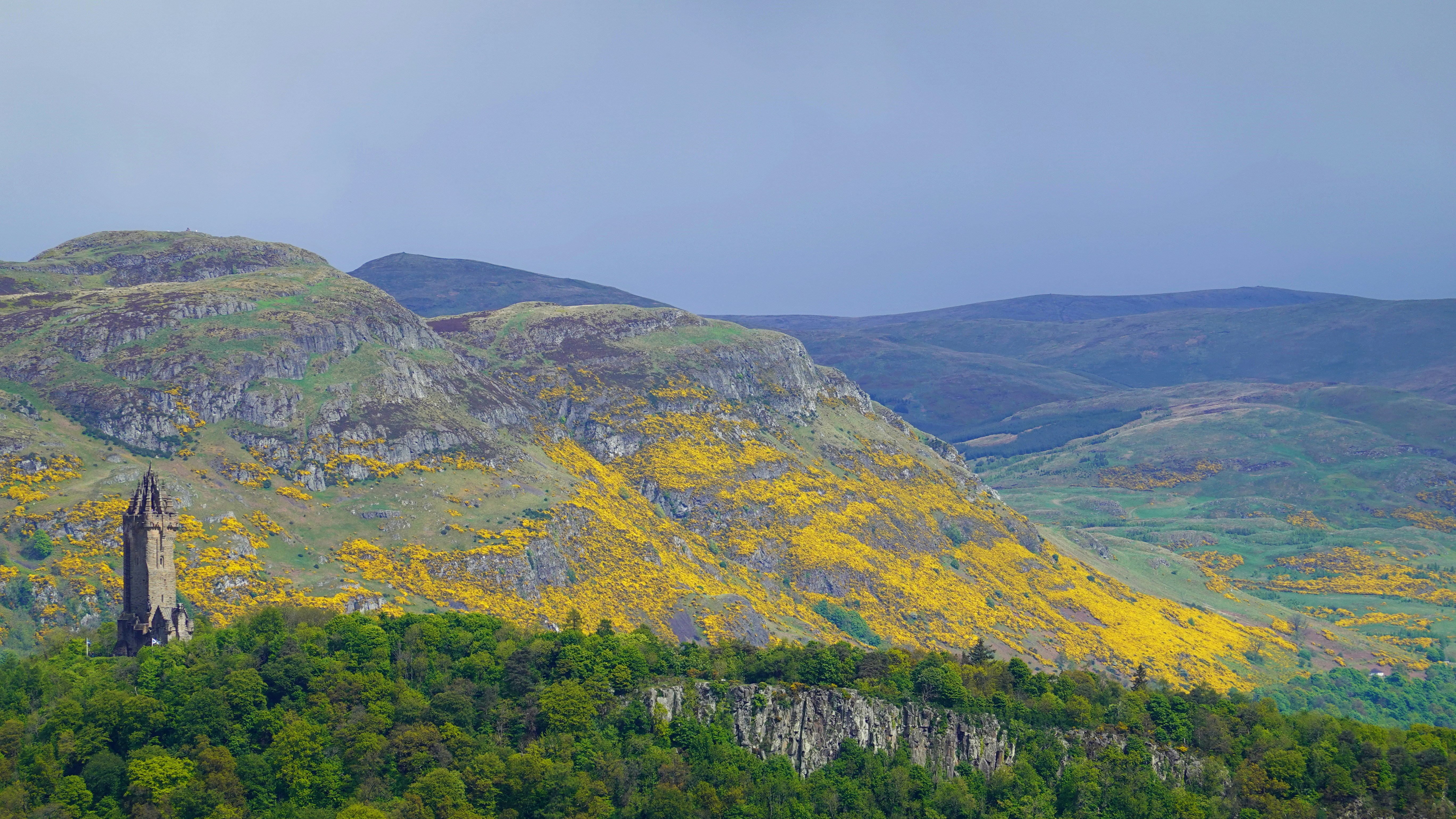Yellow Blooms Crown the Sloped Hills