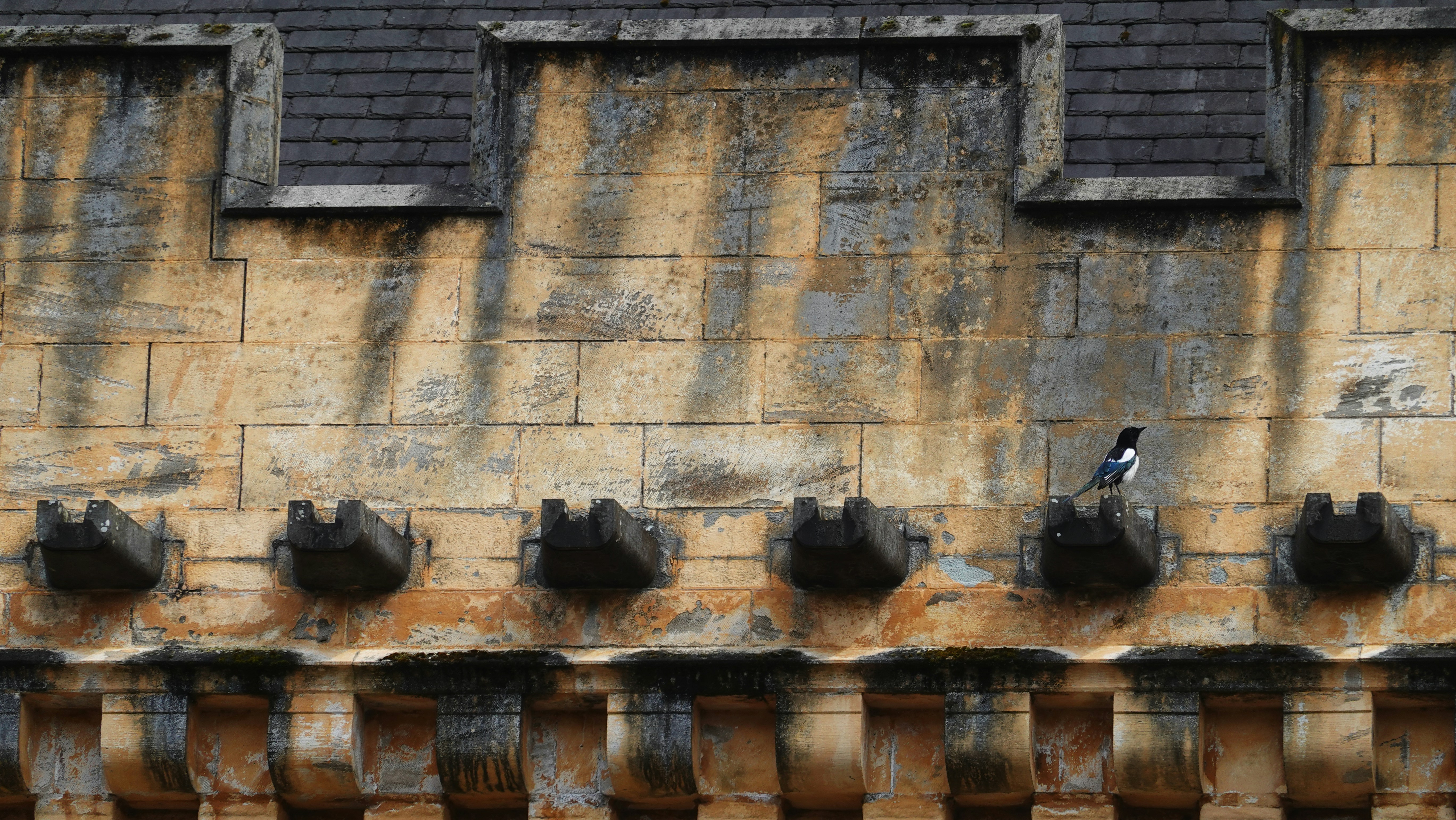Bird on a weathered ledge: a quiet moment on stone