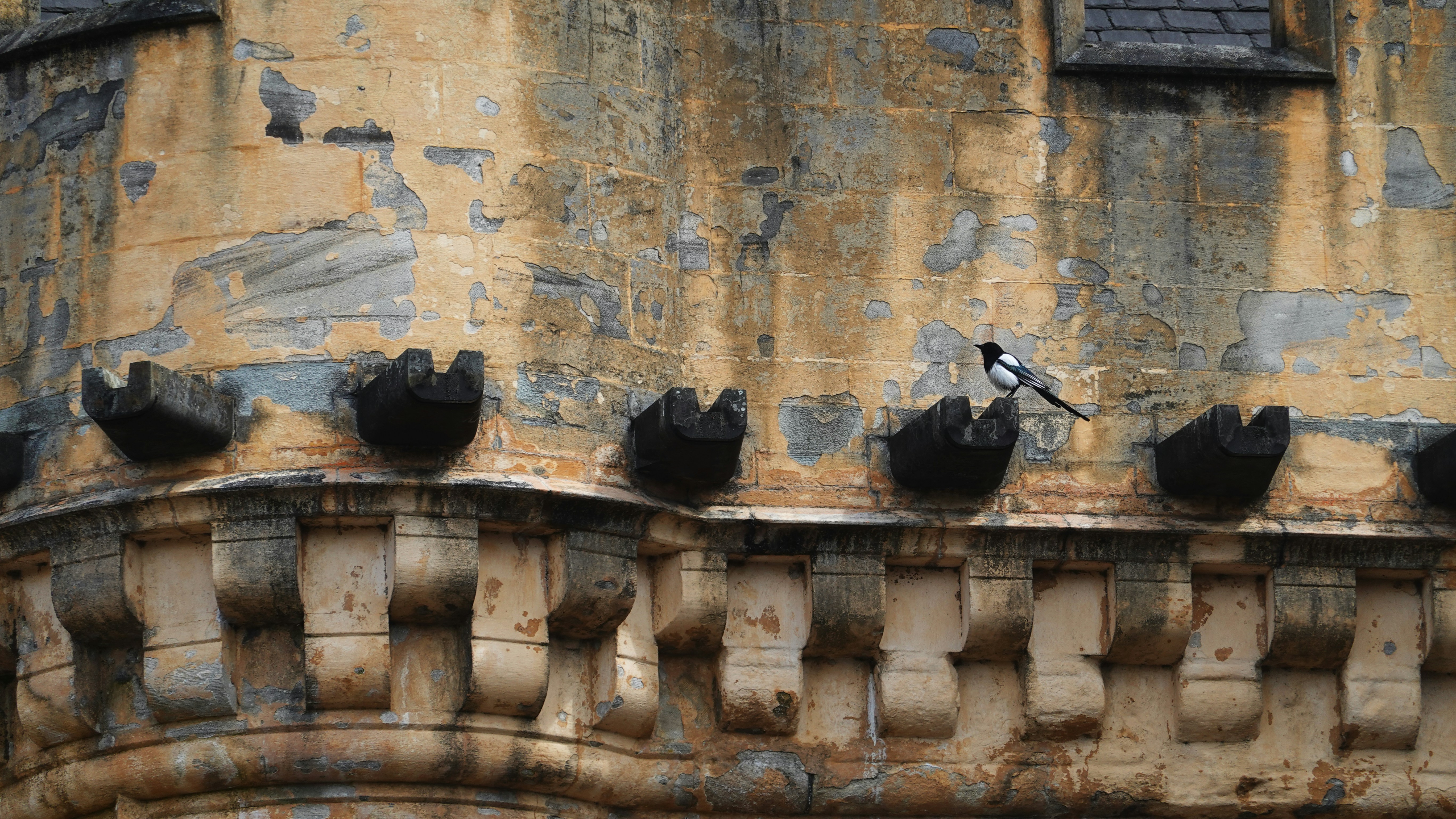 Pigeons on a Weathered Balcony: A Stubborn Shore Between Stone and Sky