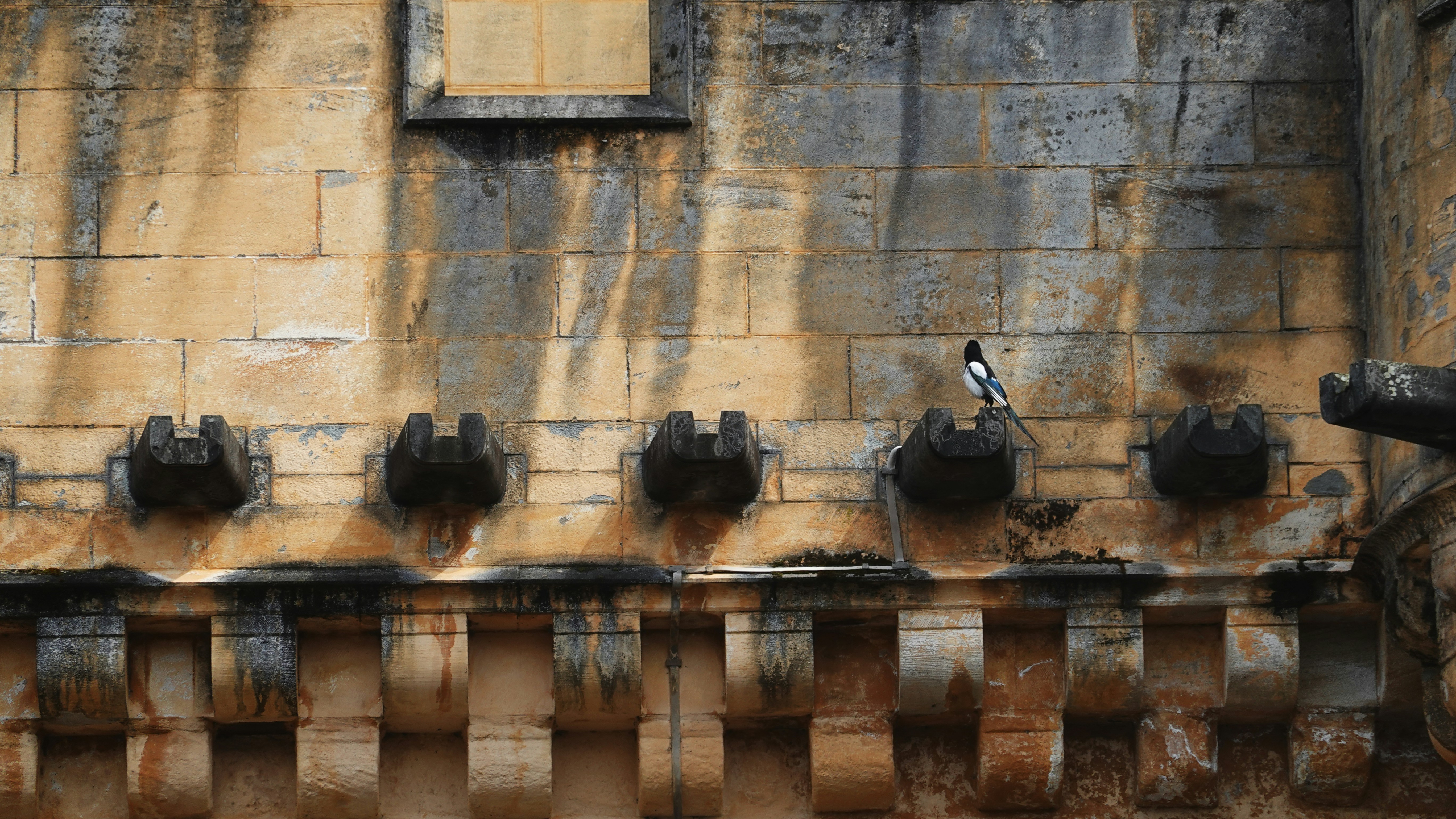 Bird on the Perimeter: A Guttural Gaze along the Old Facade