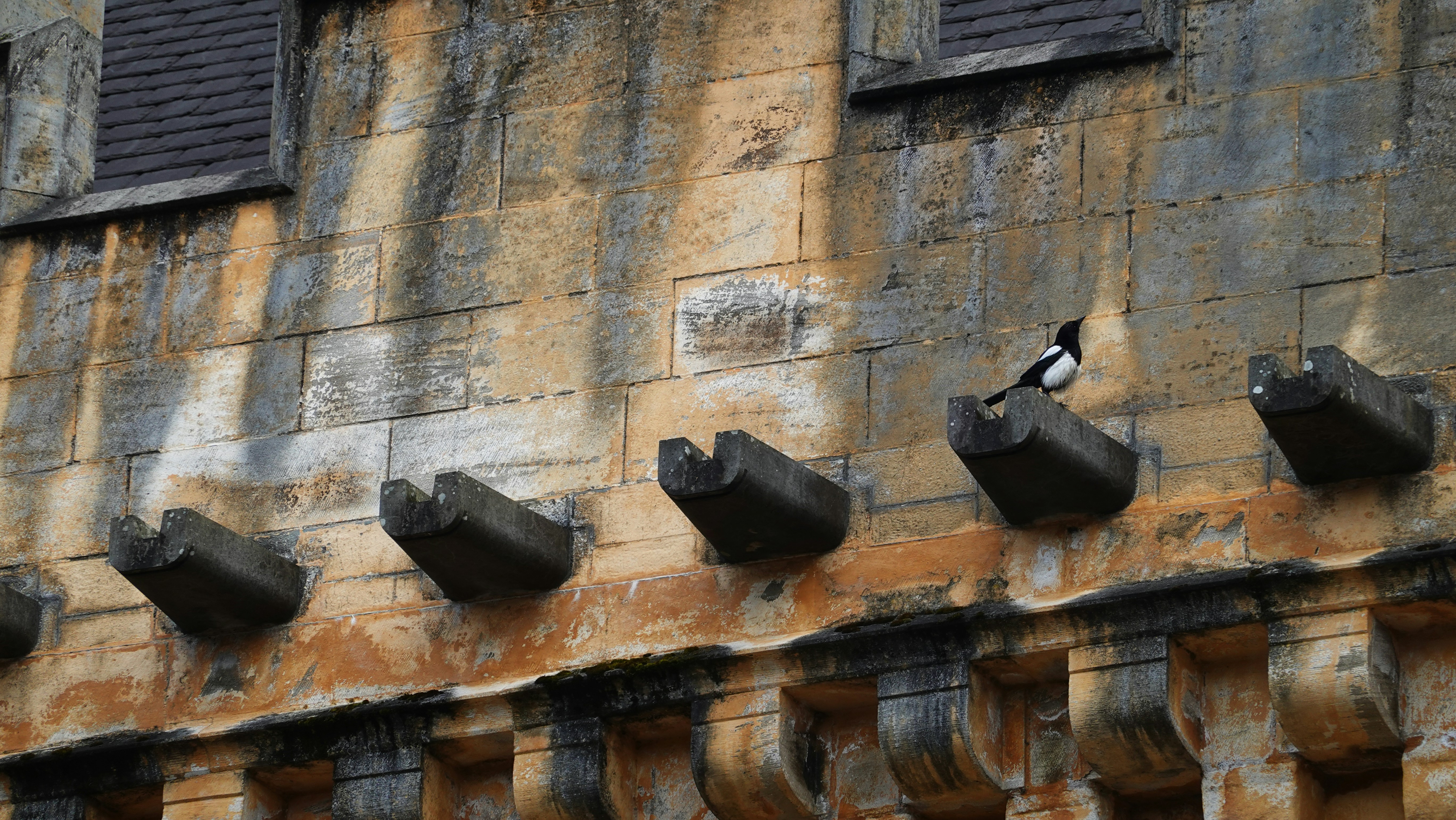 Stone Wall Birds: A Seabird Perches on Ancient Quarry