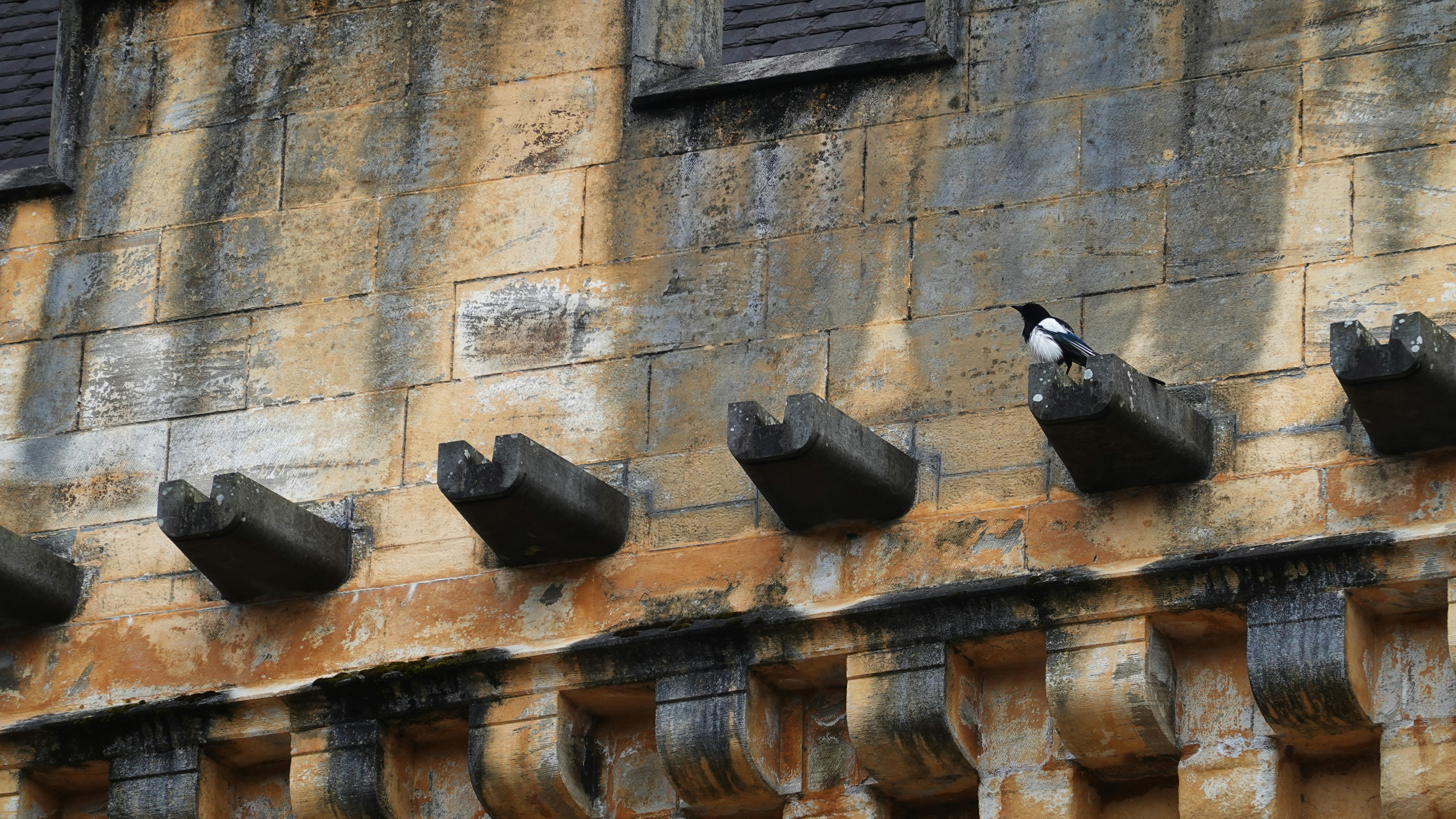 Bird on a stone ledge: a black-and-white silhouette against aged masonry