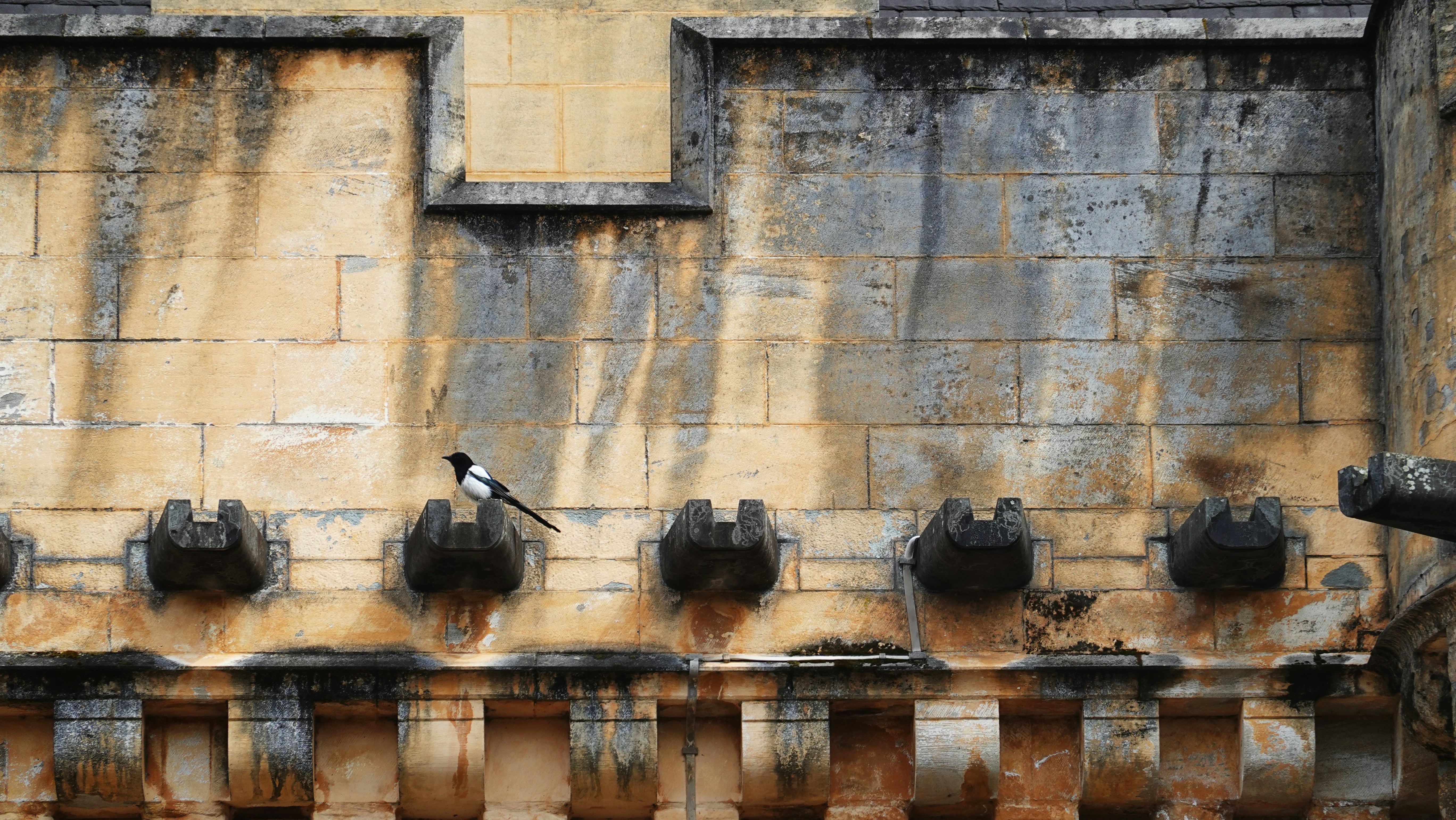 Stone Wall Sentinel: A lone bird perched beneath weathered alcoves