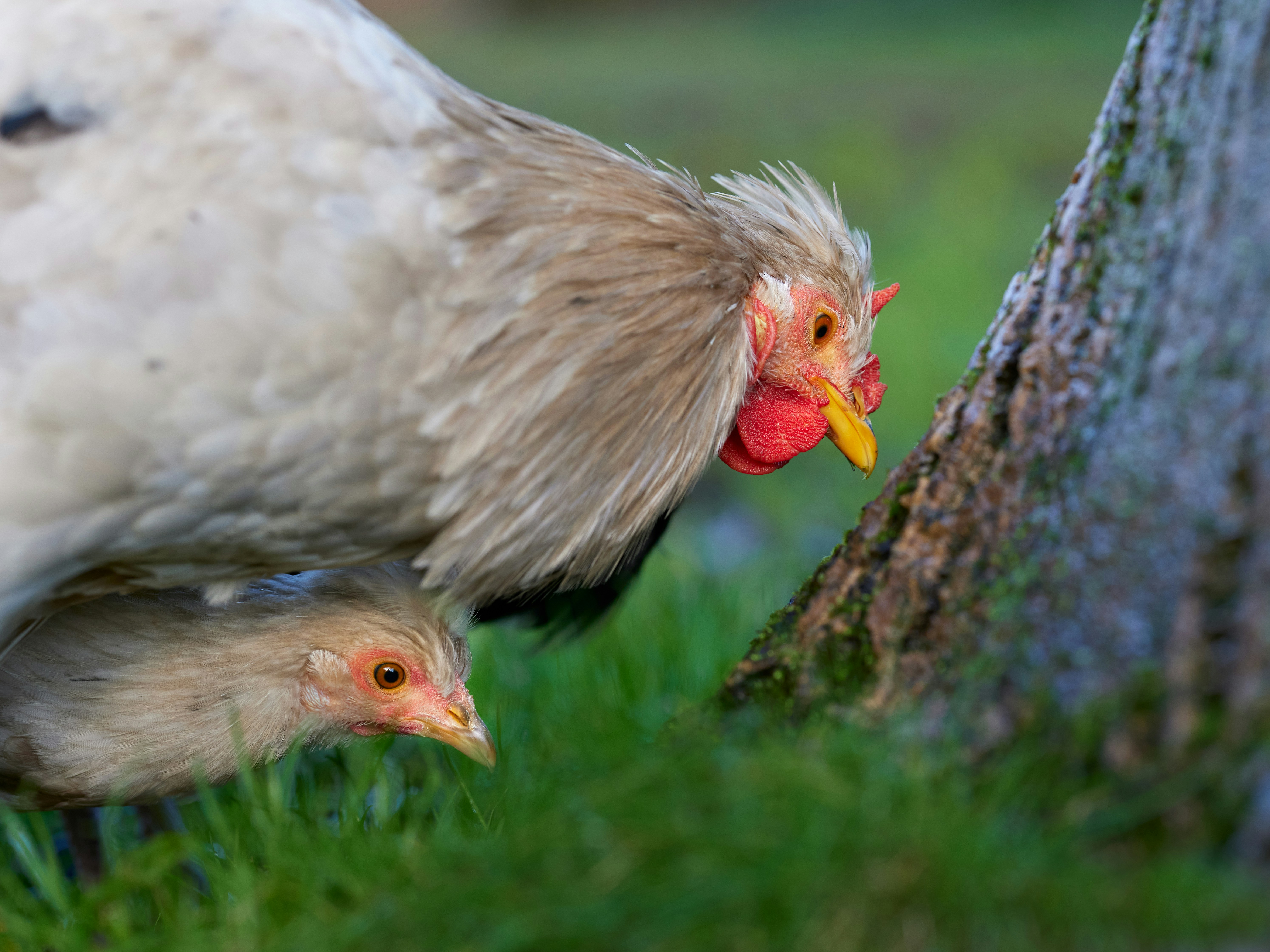 Two White Lavender Chickens Inspect a Trunk in Warm Afternoon Light