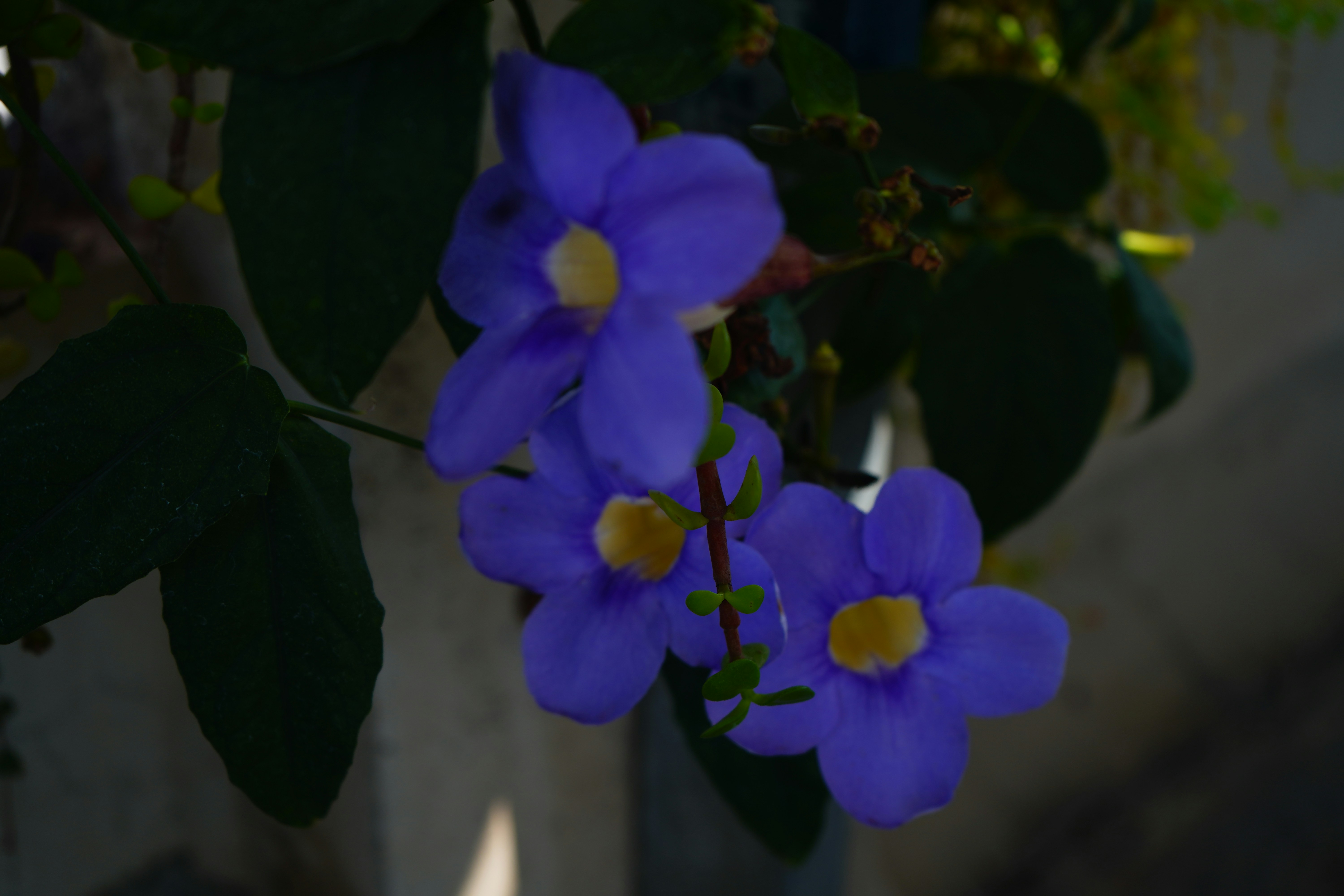 Violet Blooms in partial Shade