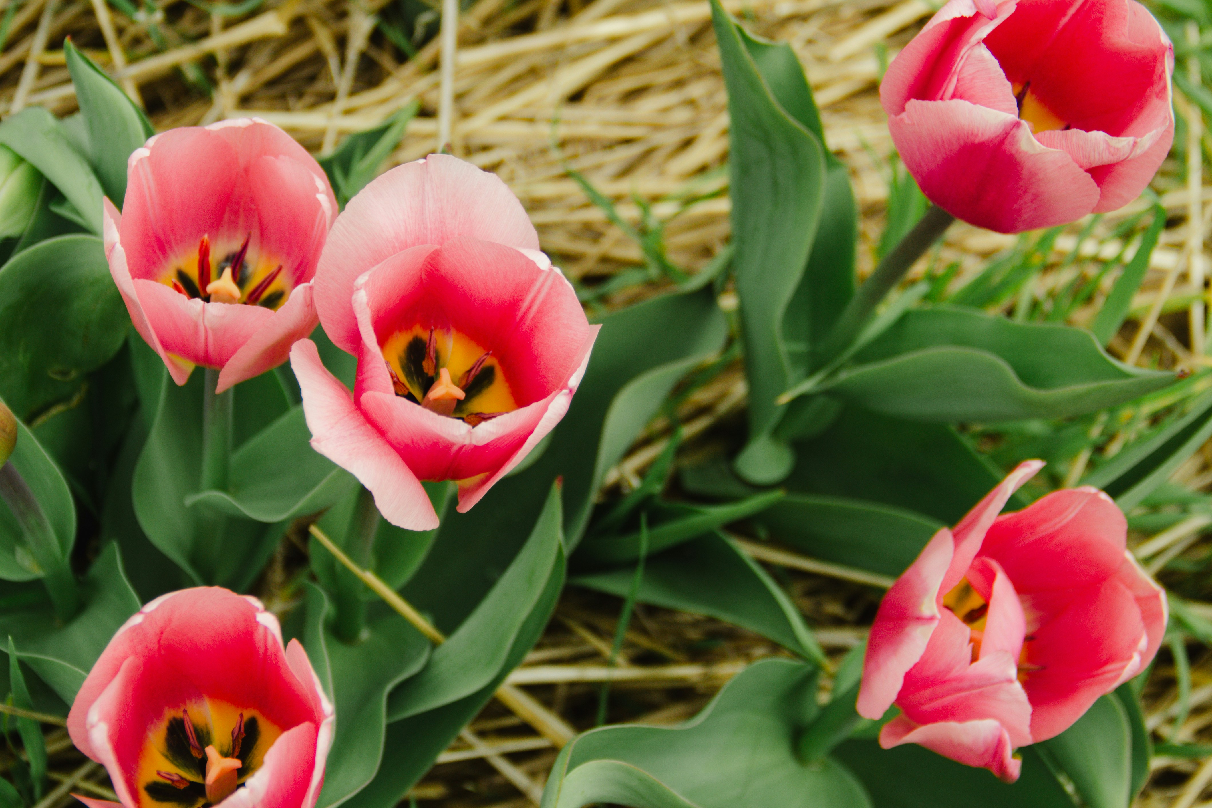 Pink Tulips in Straw Bed: A Quiet Spring Window