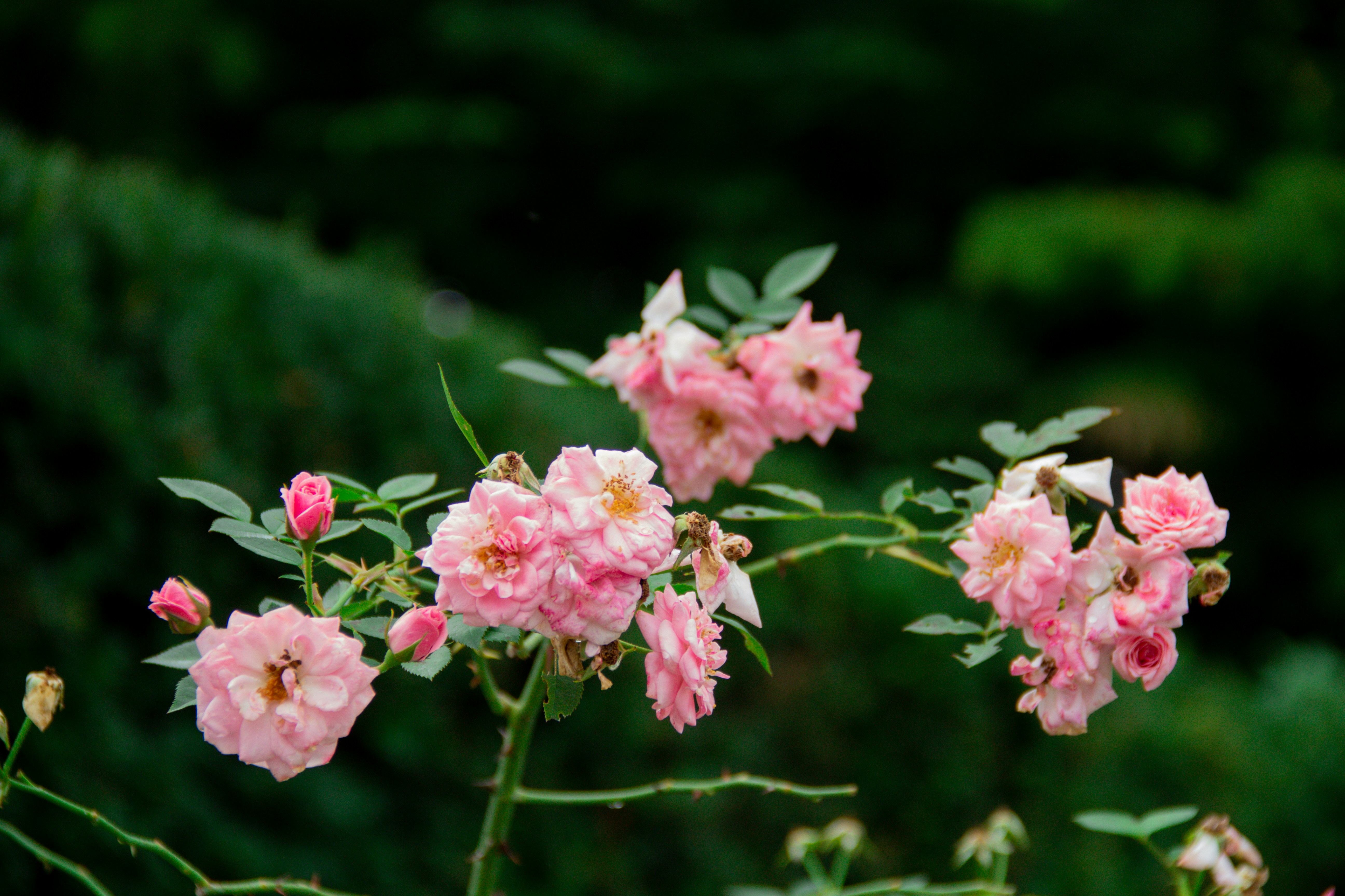 Pink Rose Cluster in Focus Against a Verdant Backdrop