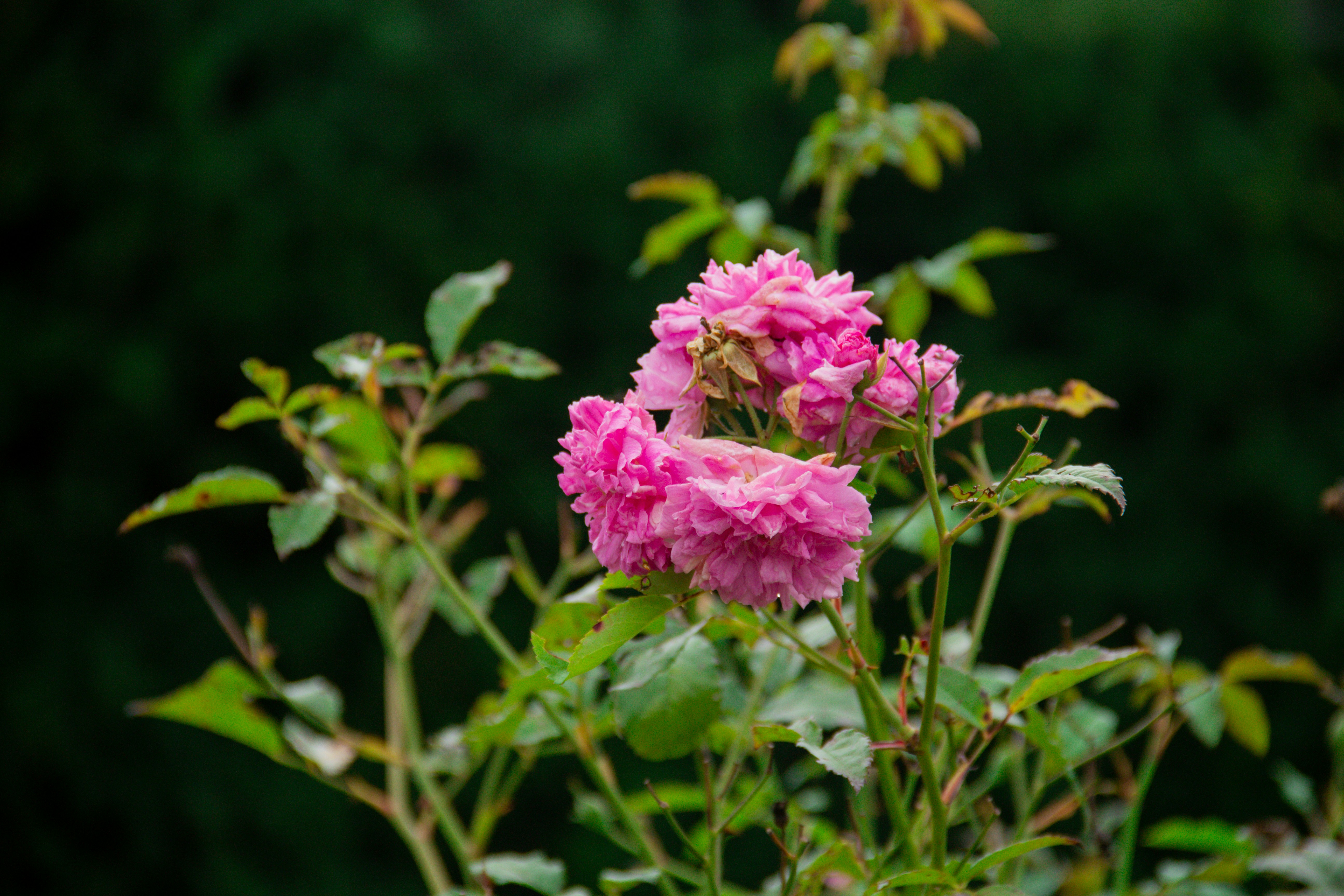 Crimson Petals in a Quiet Green Backdrop