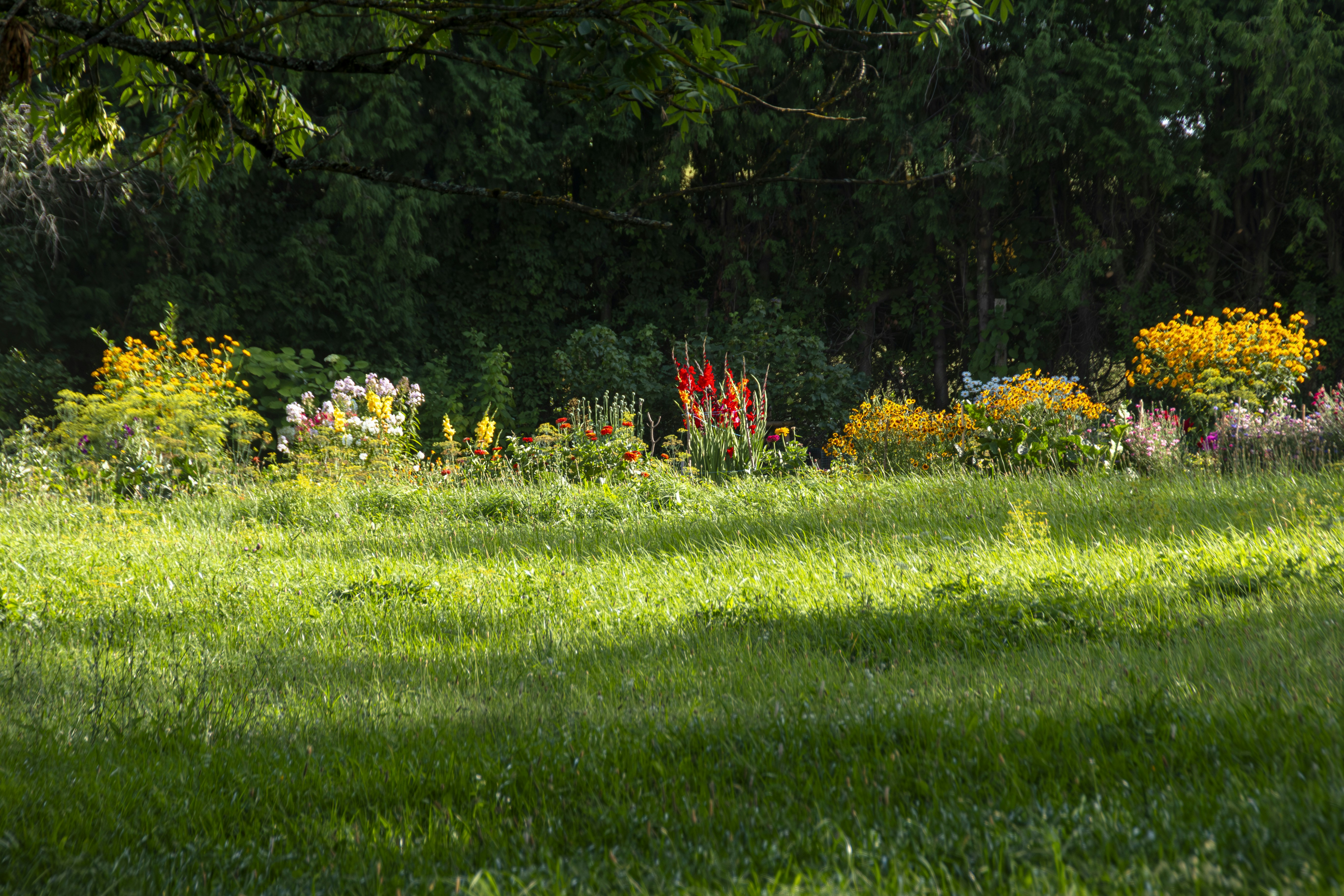 Colorful flower bed at the edge of a sunlit lawn