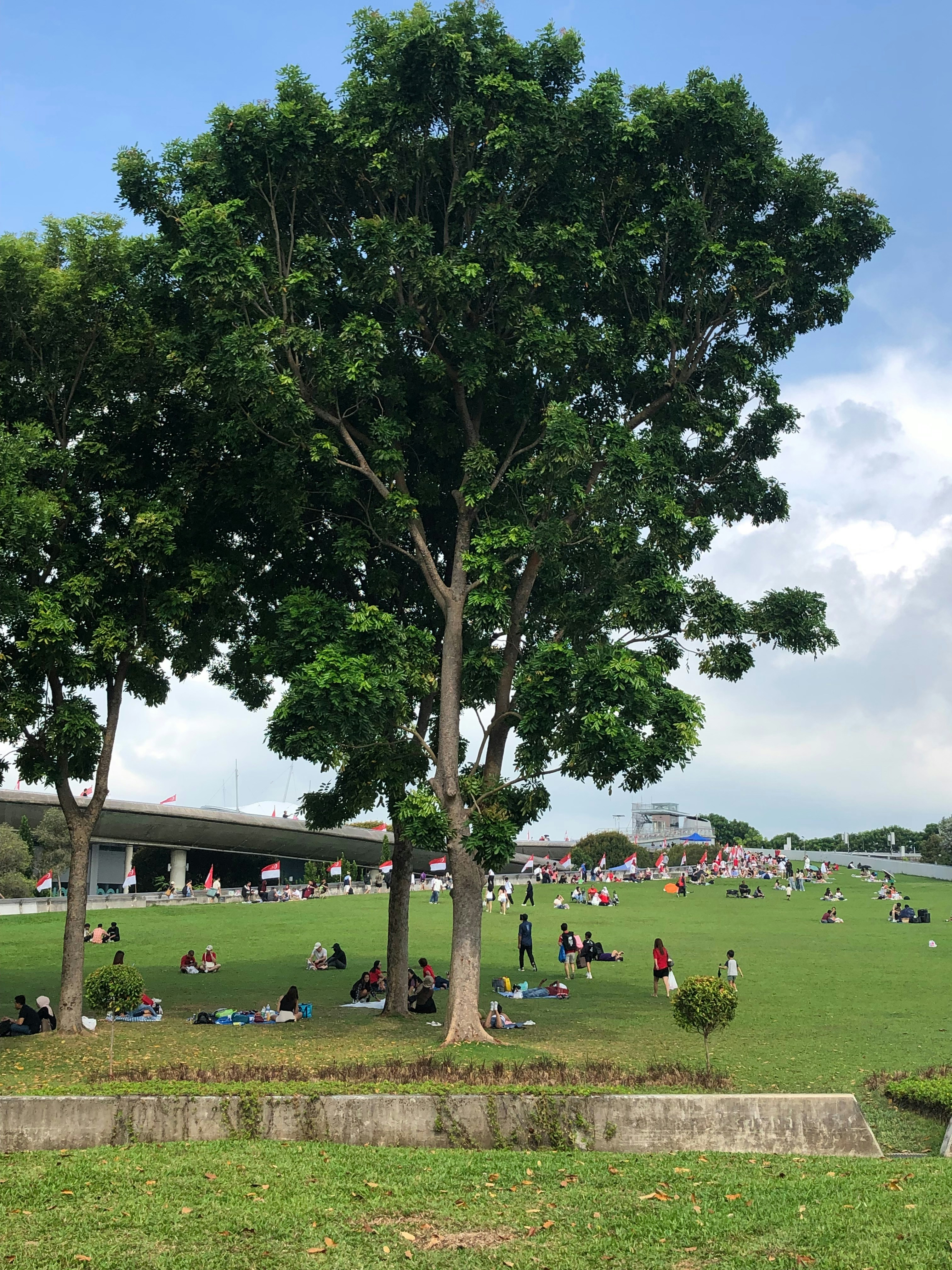 Lush green tree dominates a sunlit park with people relaxing on the grass and along a sloped terrace.