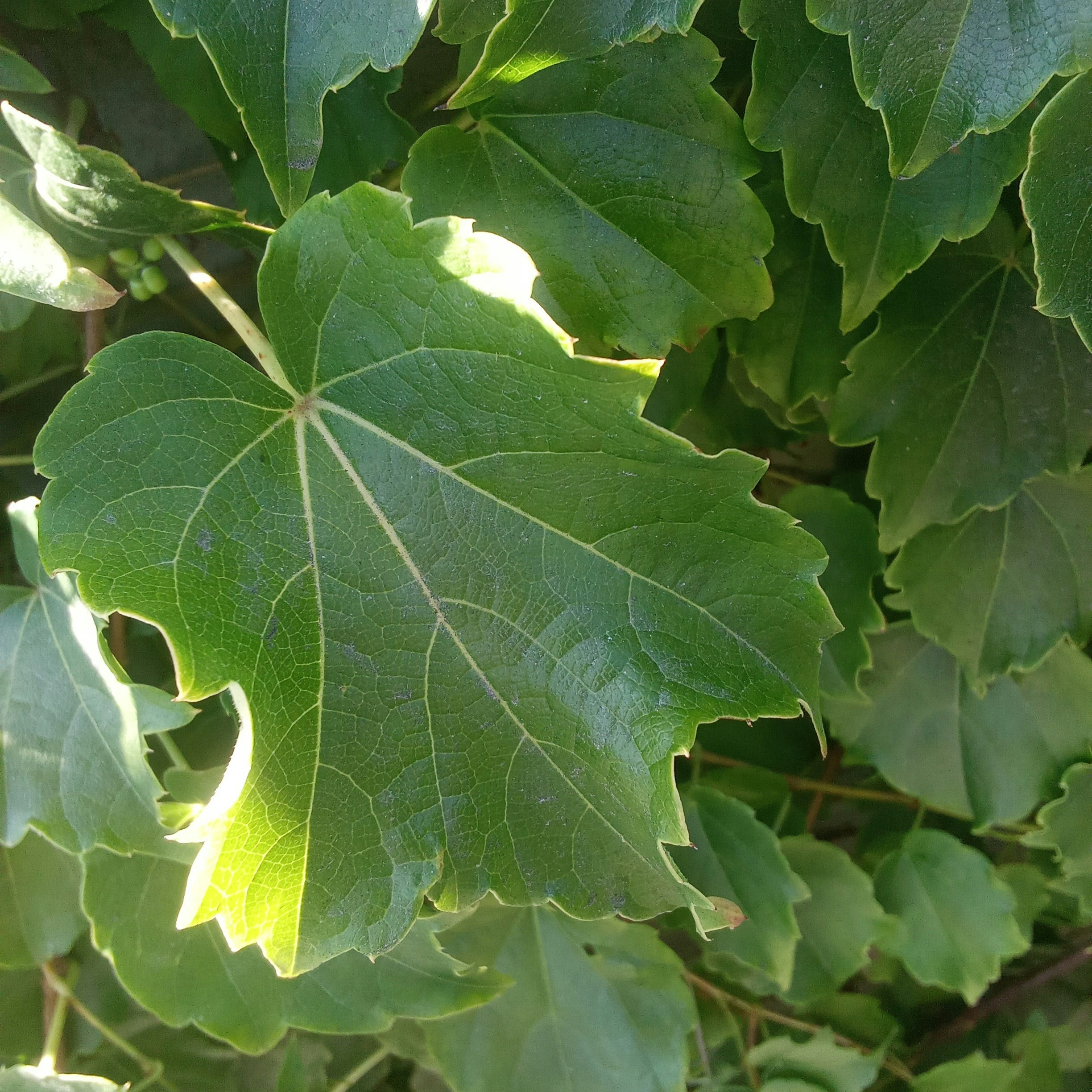 Sunlit Maple Leaf Portrait with Textured Veins and Green Canopy