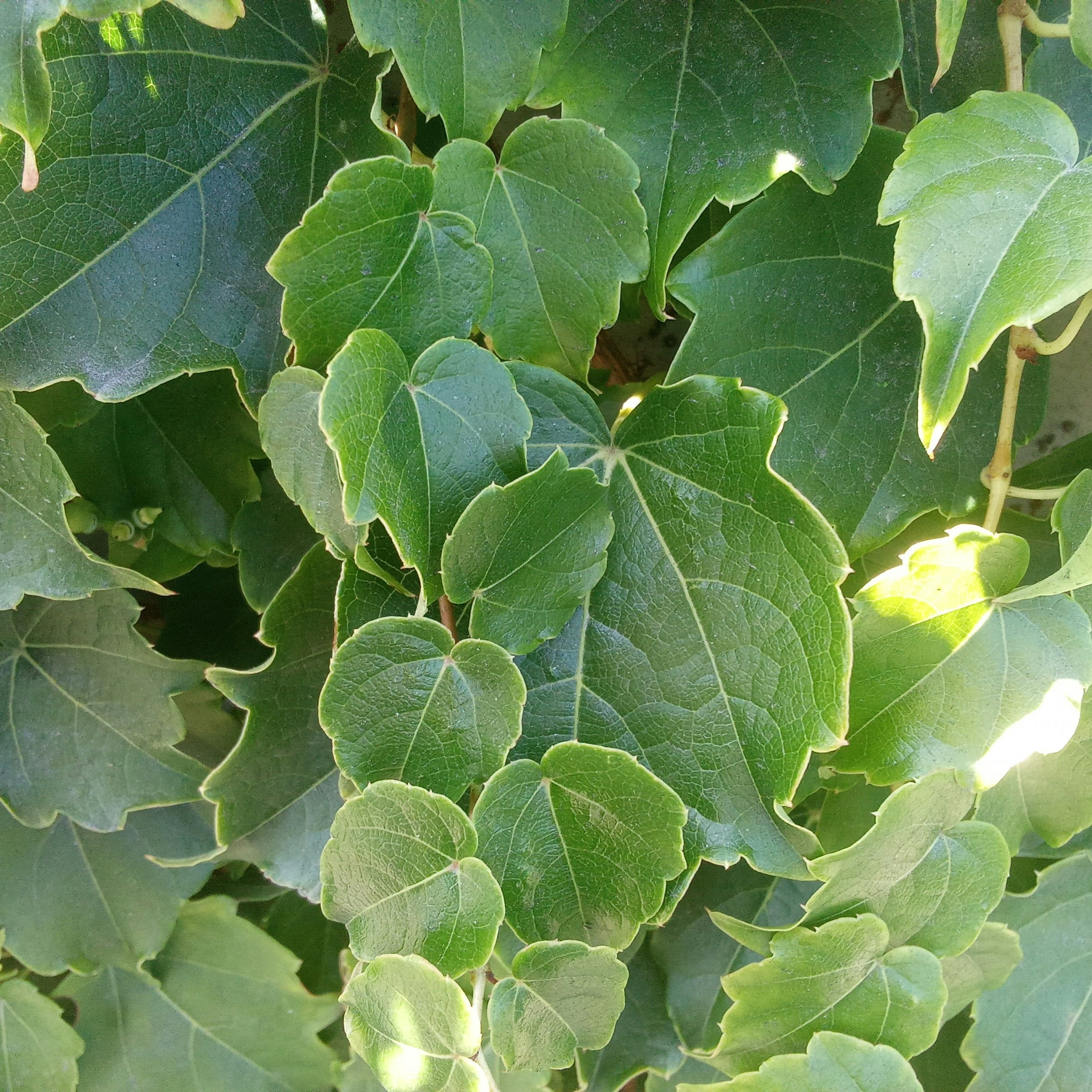 Dense Armor: Close-Up of Green Hellebore Leaves in Sunlit Clump