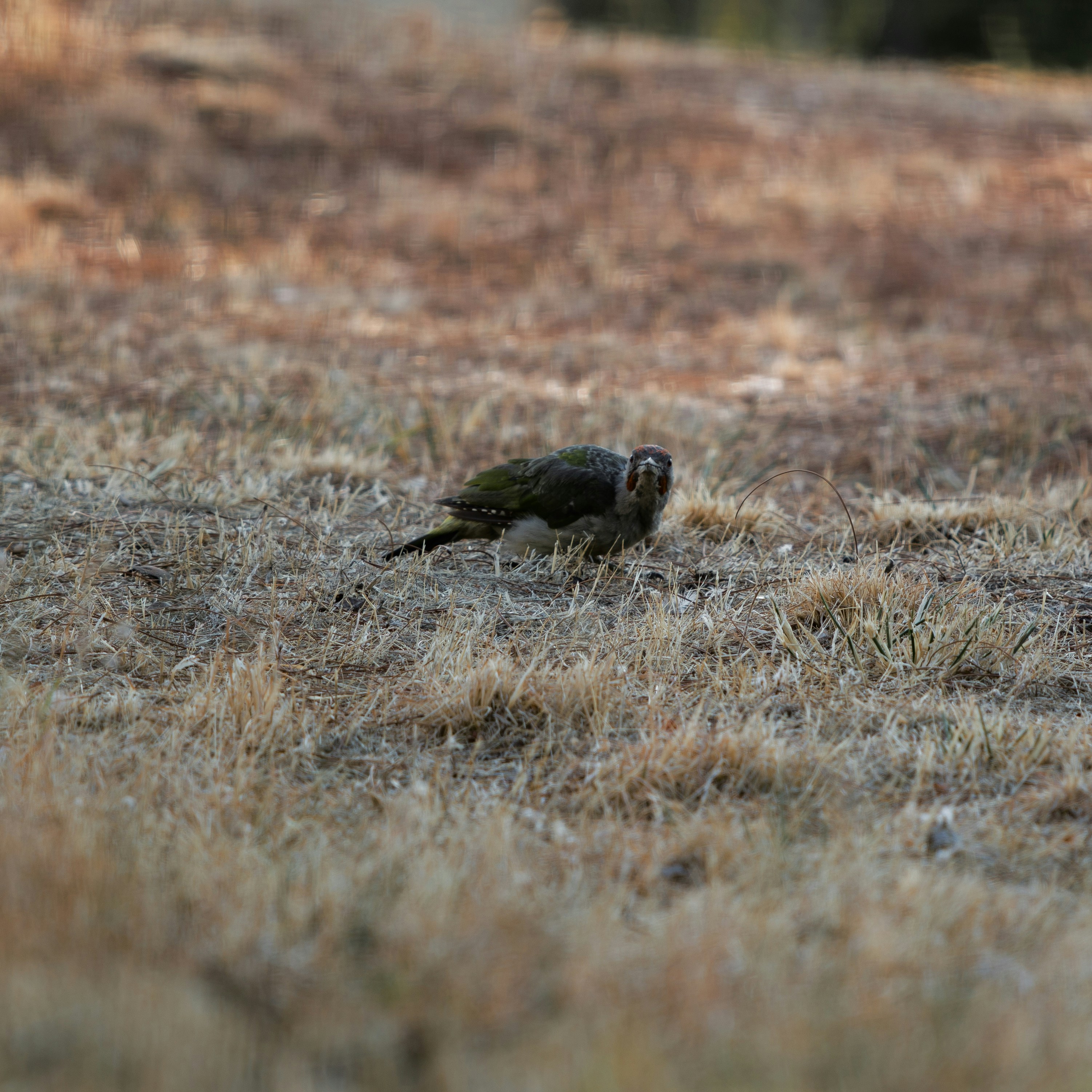 Grounded in Focus: A Field Hawk on Parched Grass