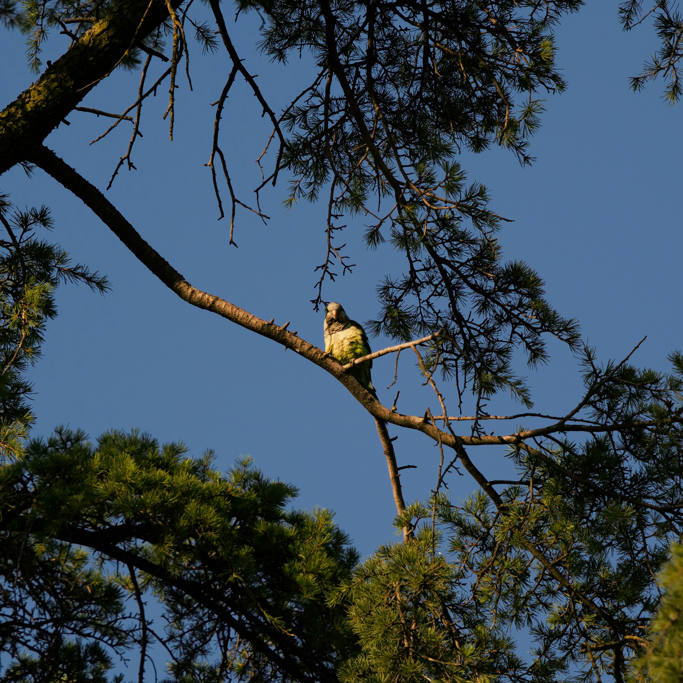 A lone bird on a sunlit pine branch against a clear blue sky