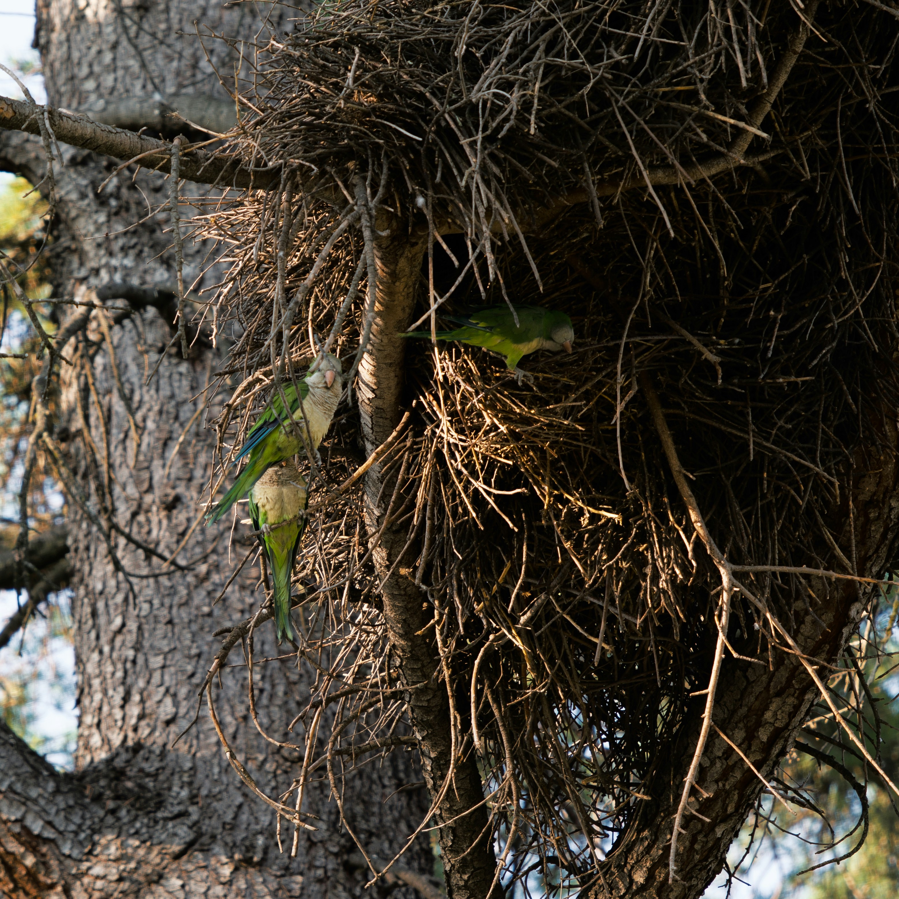 Nesting Roots: A Tangle of Branches and Roots in Backlit Forest