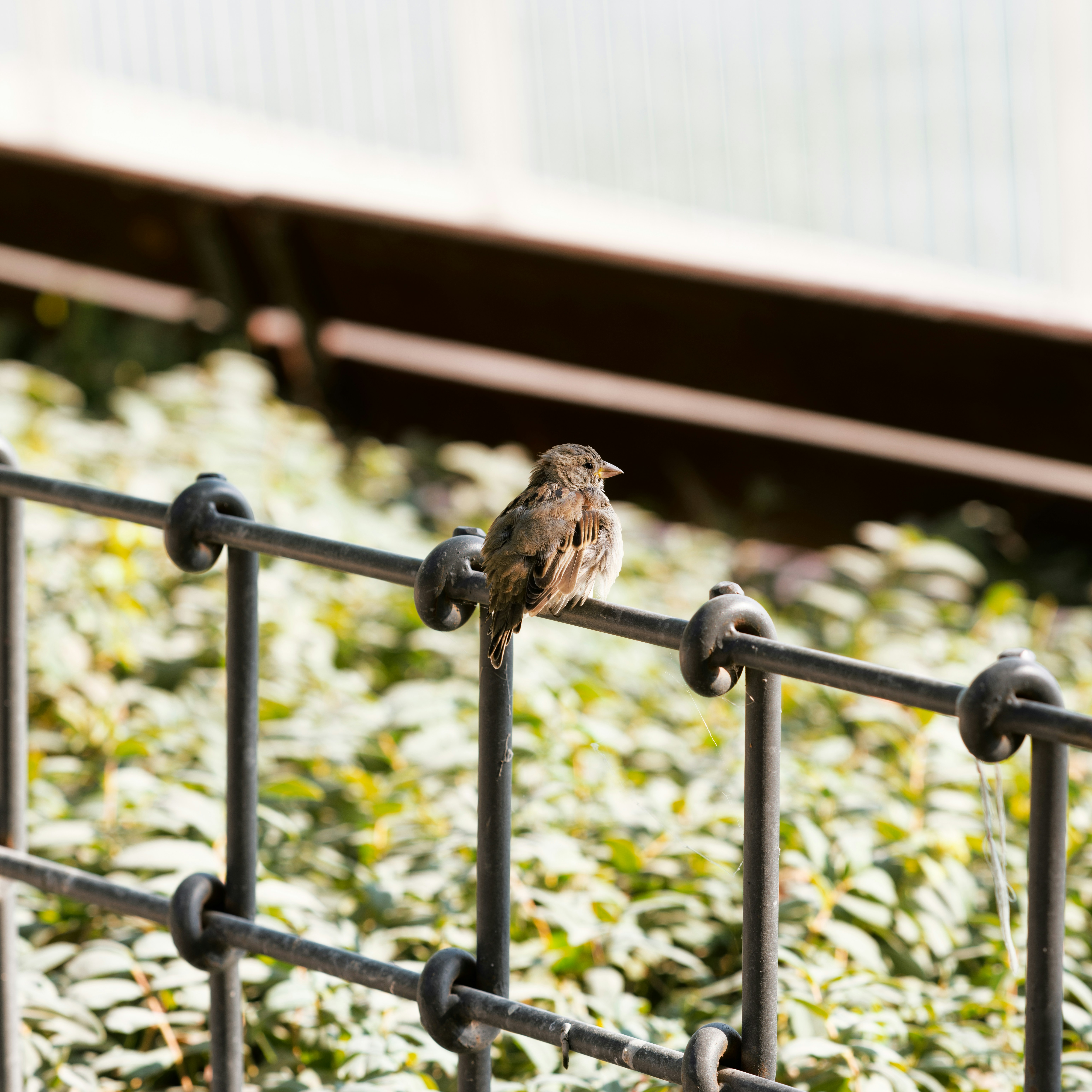 Perched in Focus: A Sparrow on a Wrought-Iron Horizon