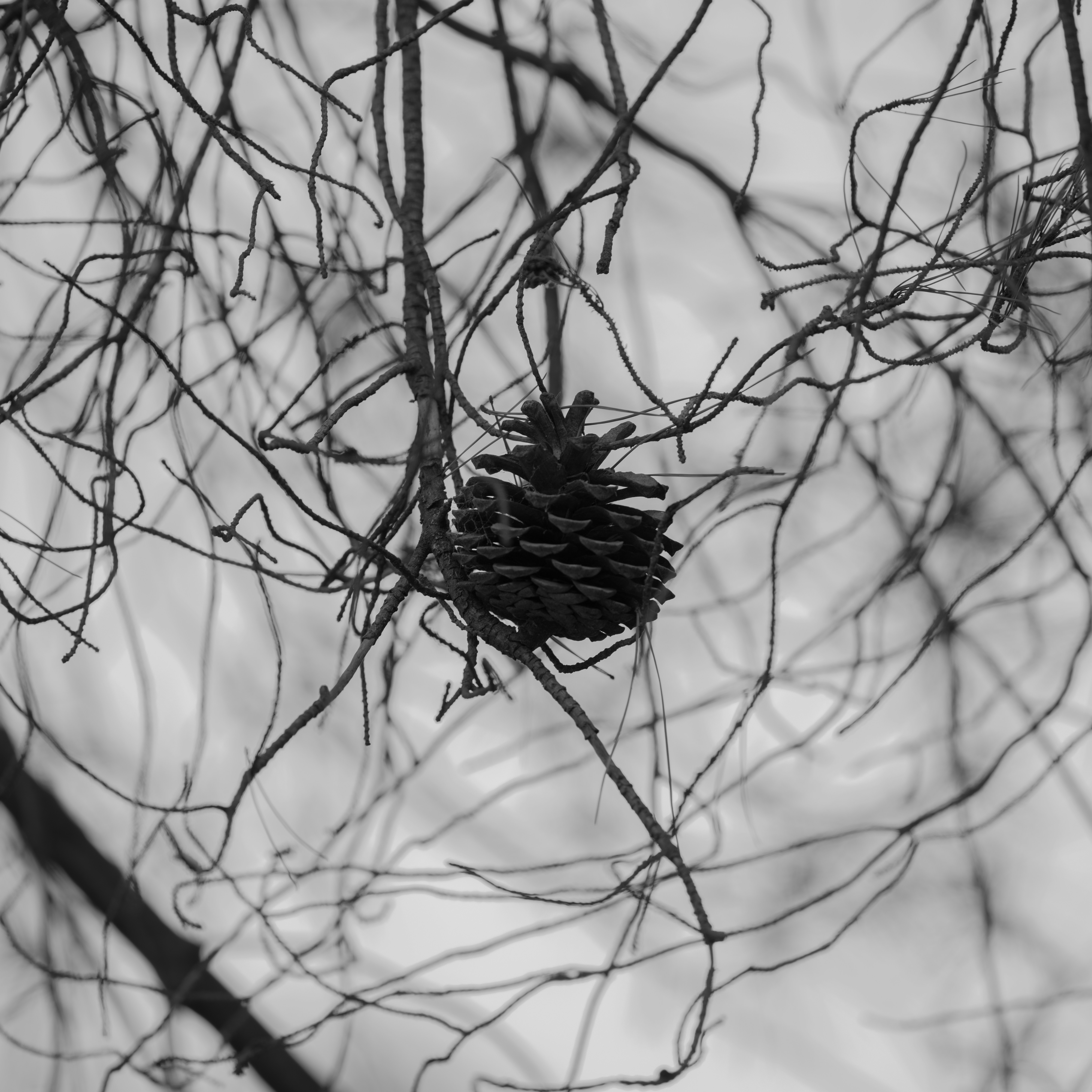 Pinecone Nest in a Web of Winter Threads