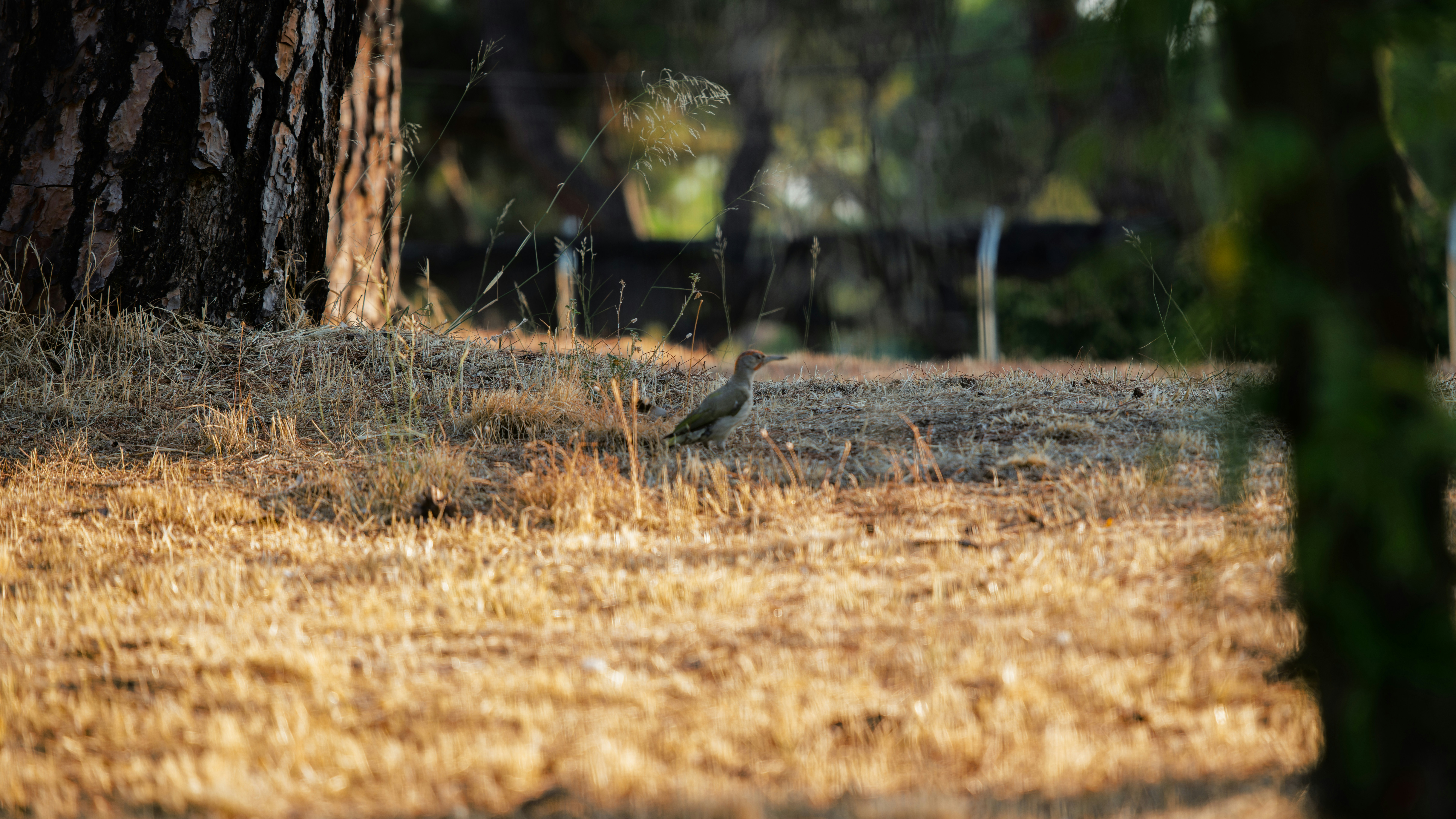 Hidden Heron in the Dappled Park Light
