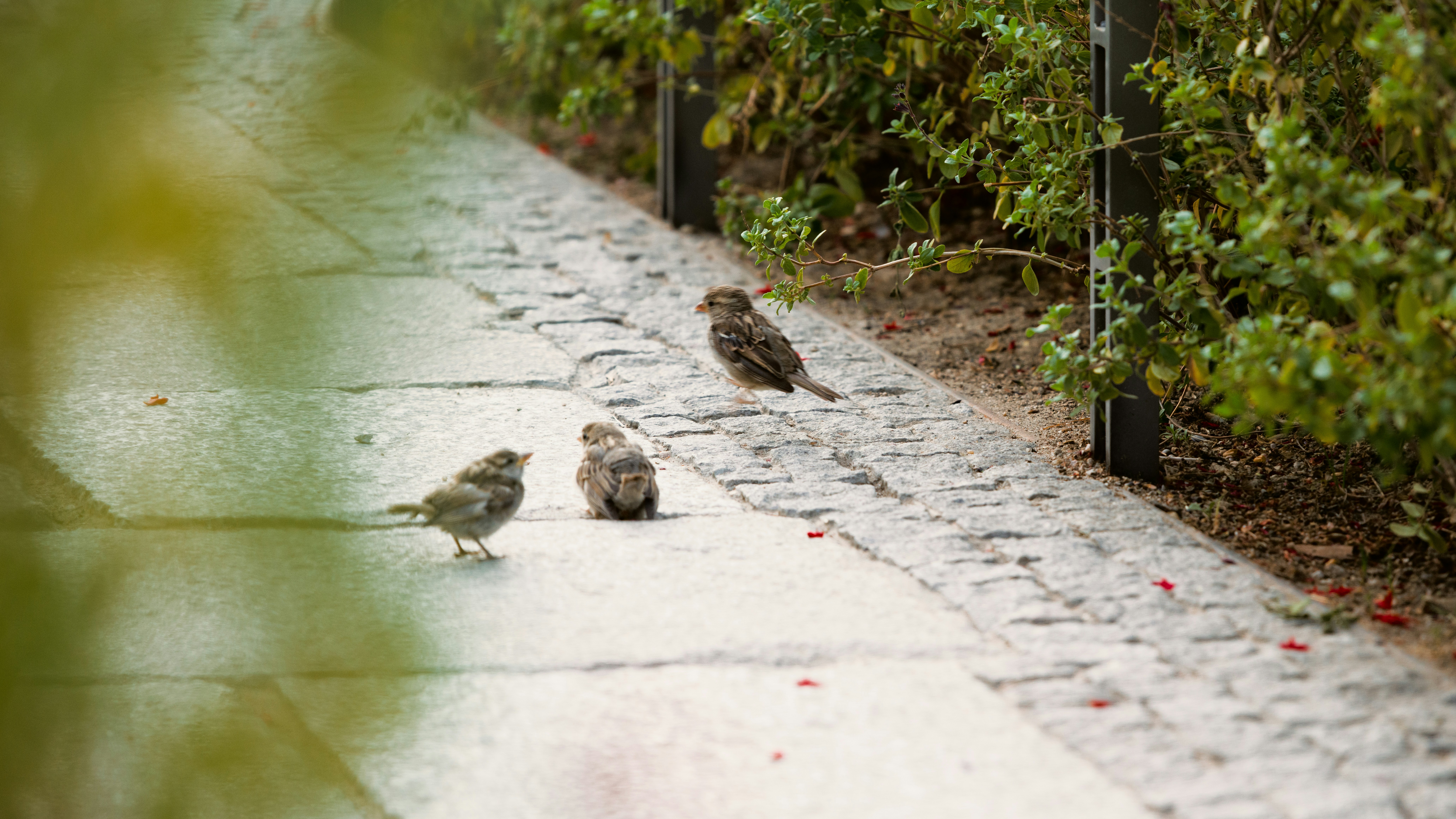 Three small birds pause on a sunlit stone path