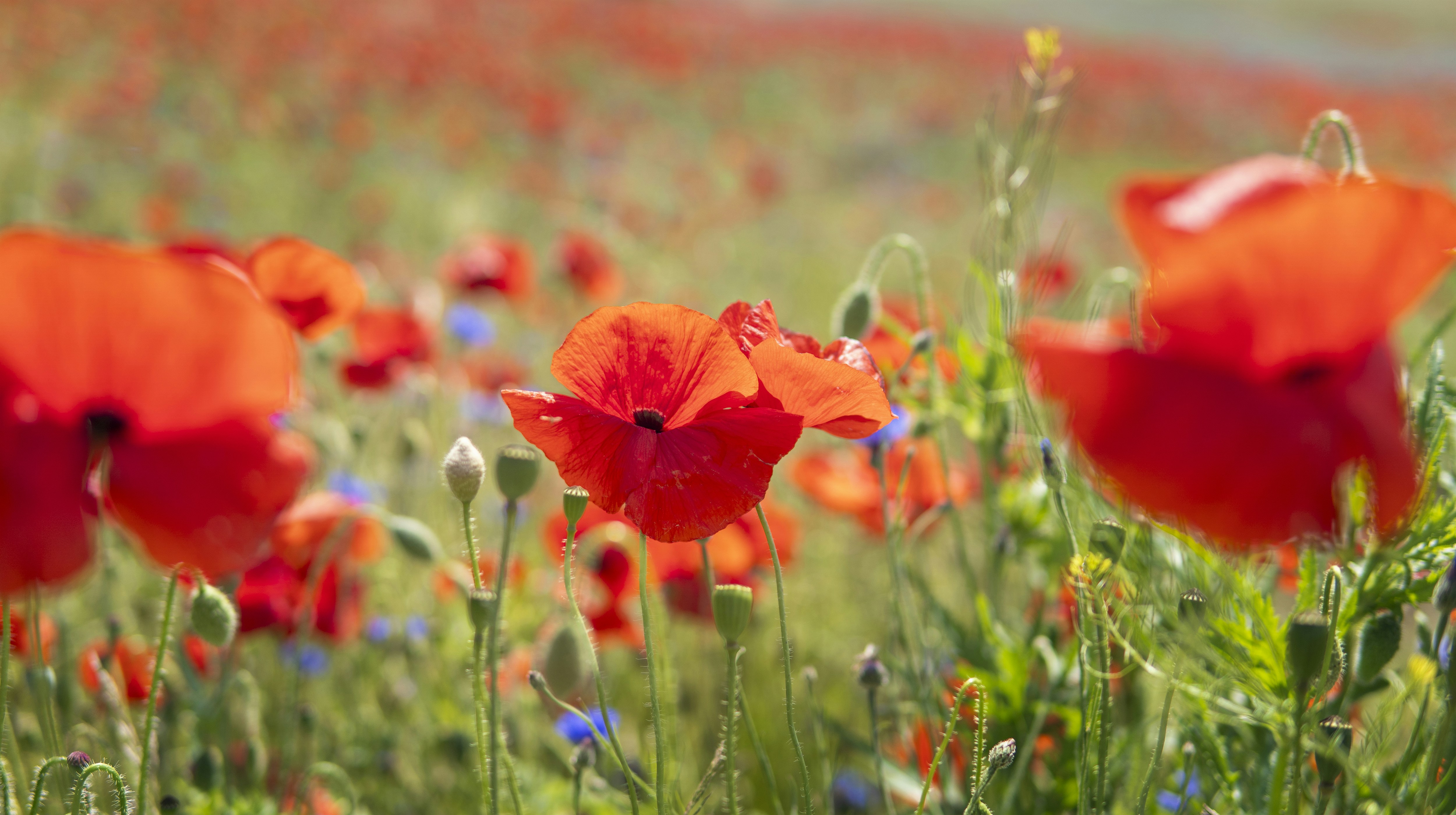 Red Bloom Field: Poppies in a Sunlit Sea