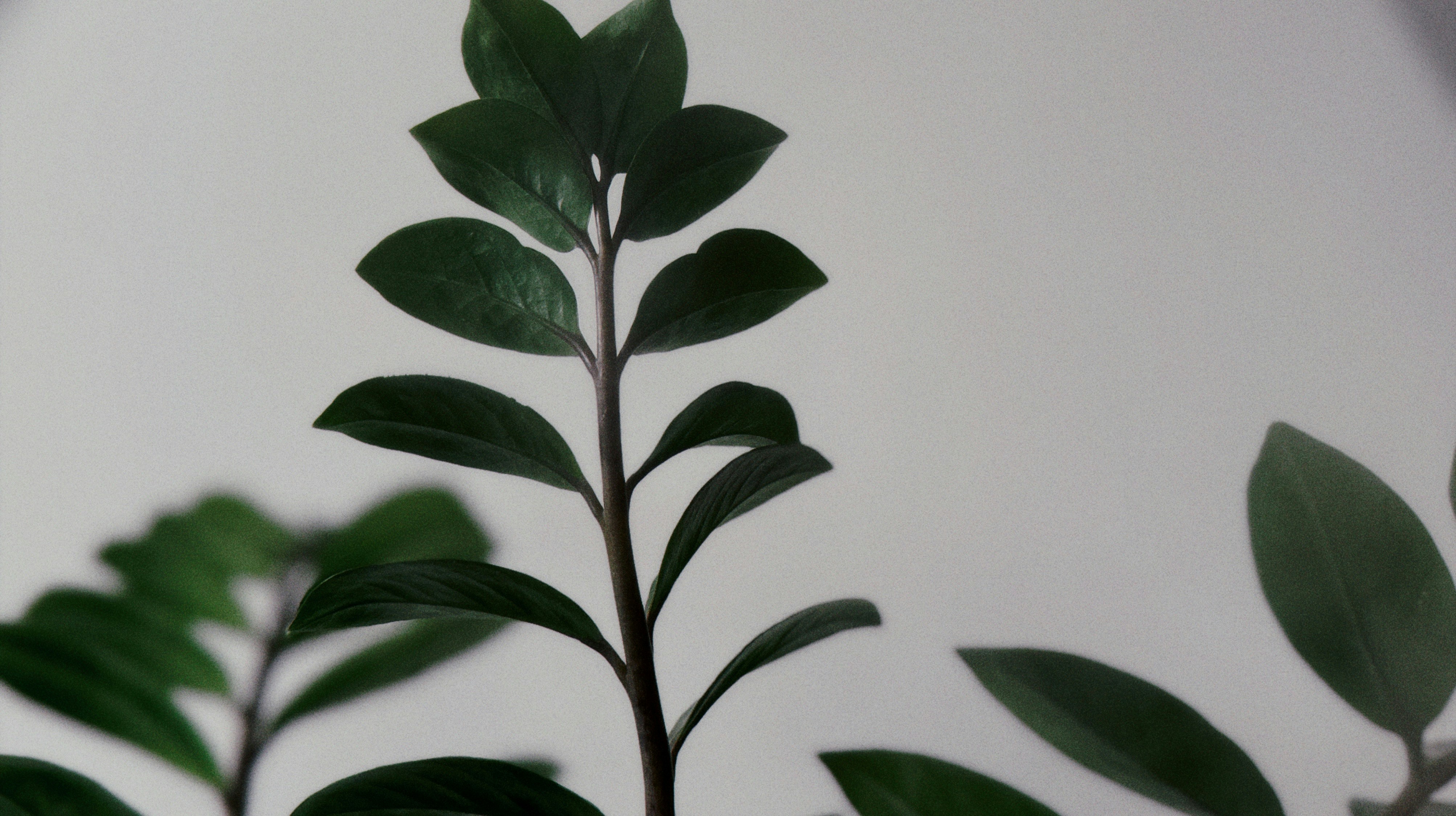 Close-up of a slender plant stem with paired leaves set against a neutral background; the composition emphasizes natural texture and form of the foliage. This is a photographic study of plant anatomy.