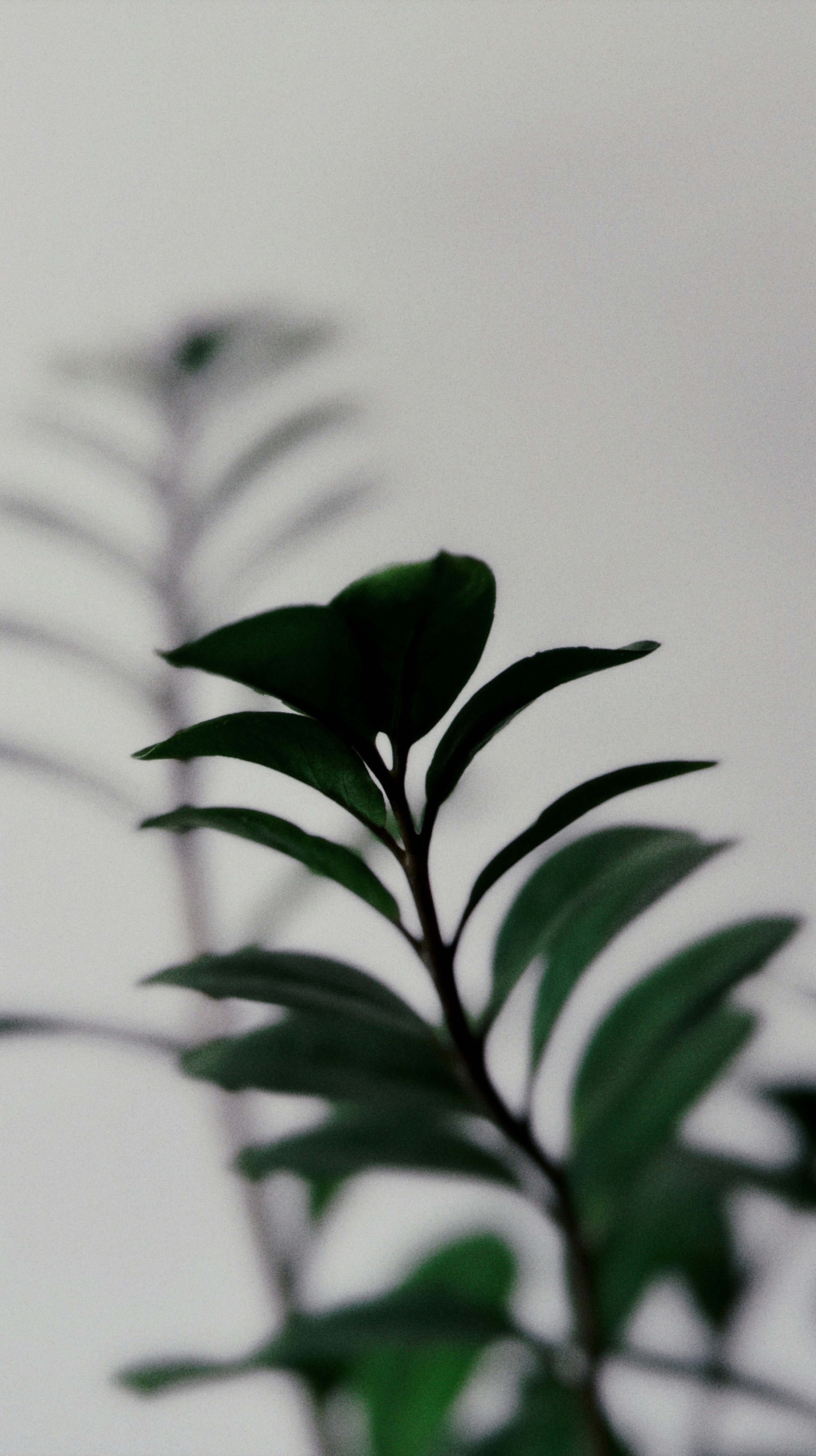 Emerging Green: A Close-Up of Fragile Foliage Against Soothing Blur