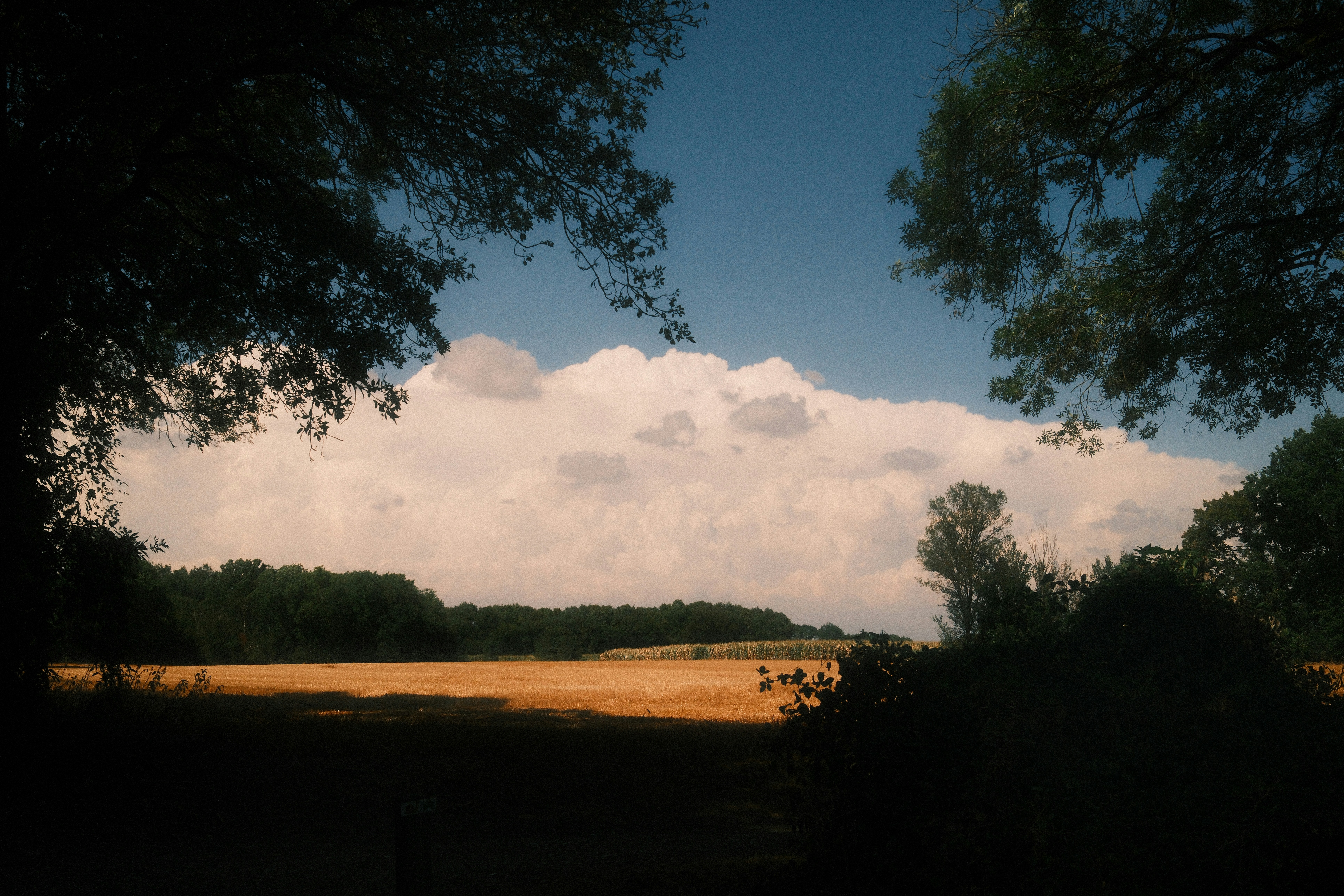 Sunlit Field Beyond the Shadowed Arch of Trees