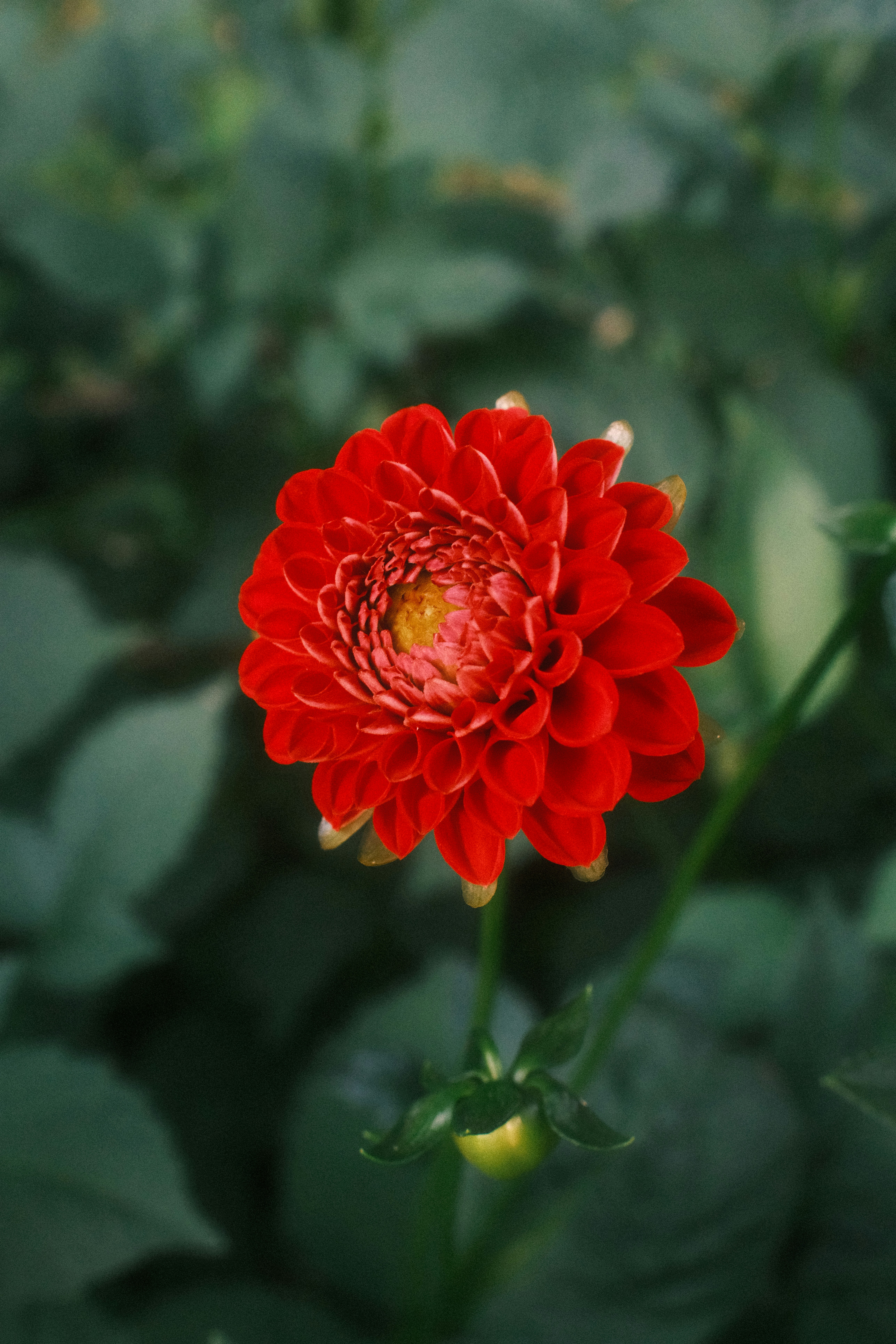 Crimson Bloom: Center Stage in a Quiet Green Wake