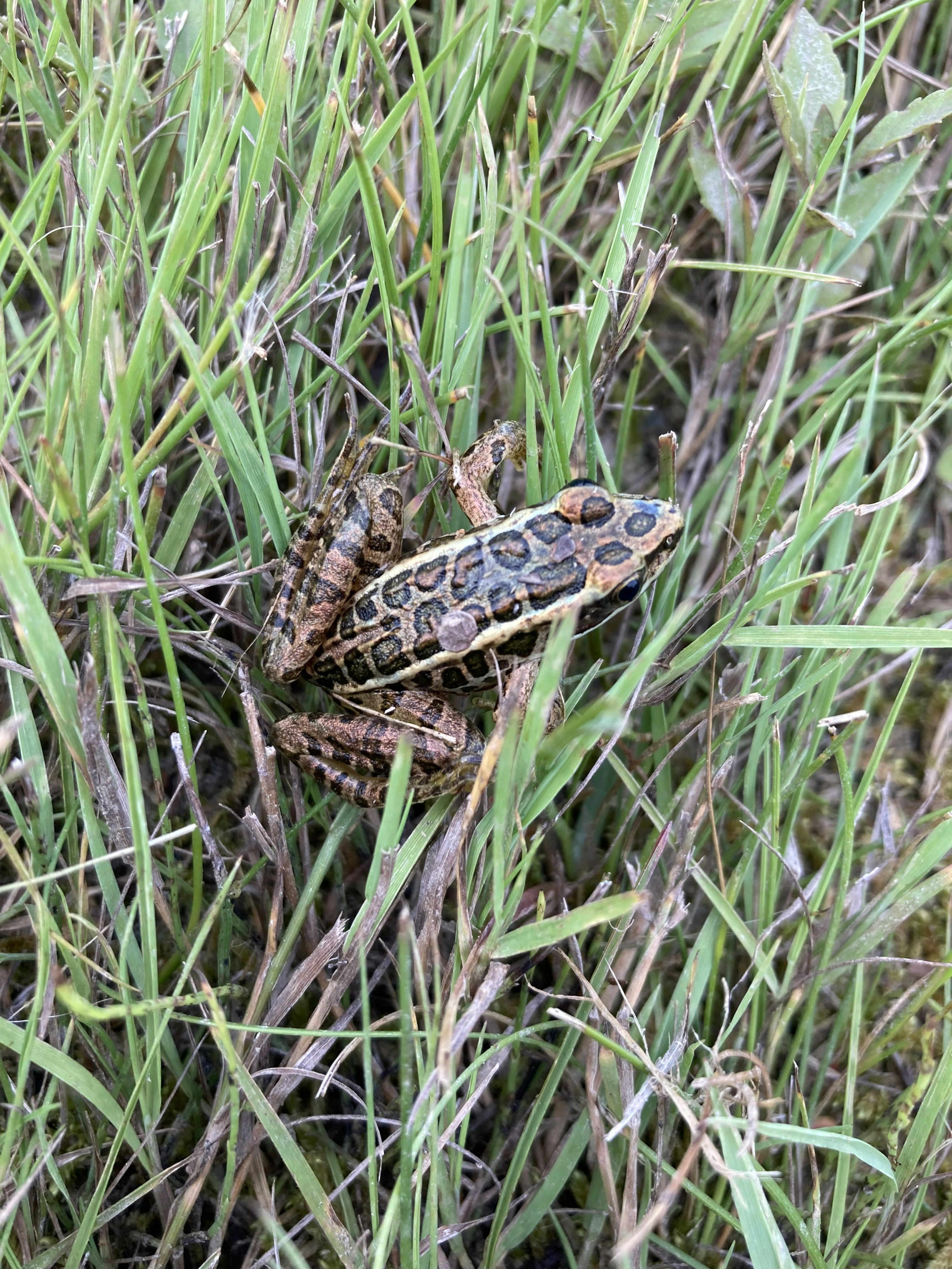 Leopard-patterned frog nestled in grassy blades