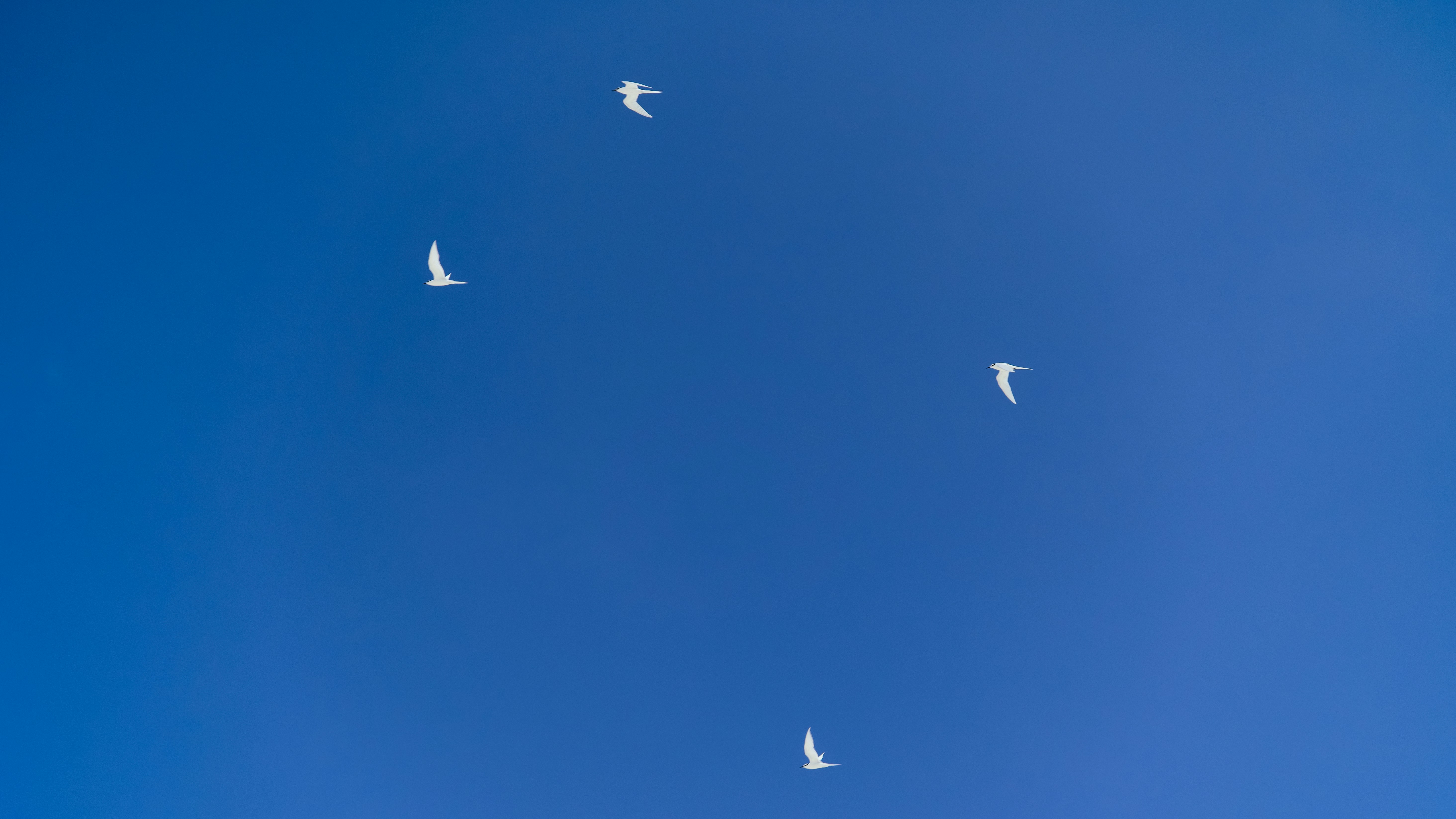 Three white gulls carve the blue expanse in quiet ascent