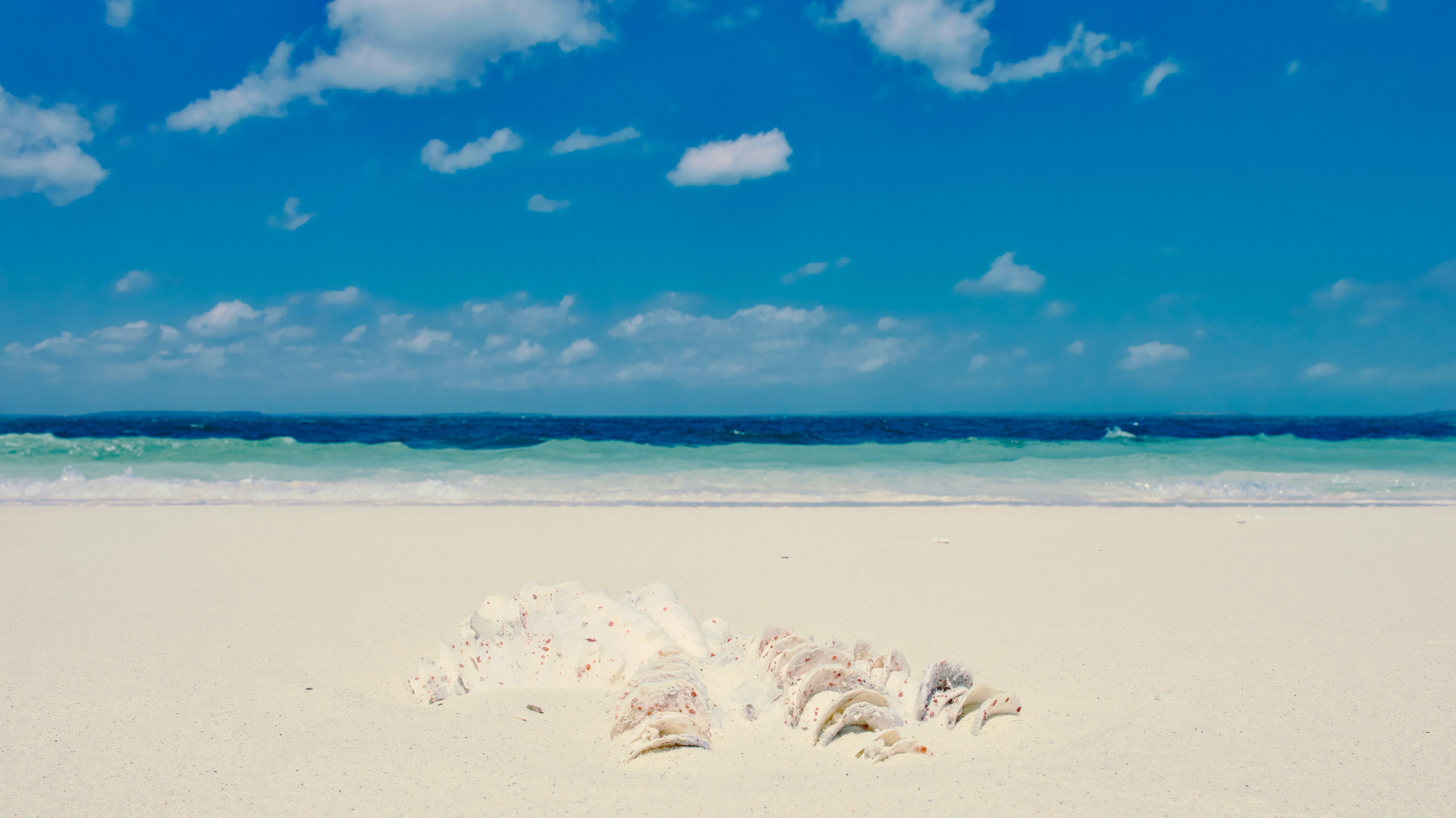 Shells in the Tide: A Quiet Shoreline Moment