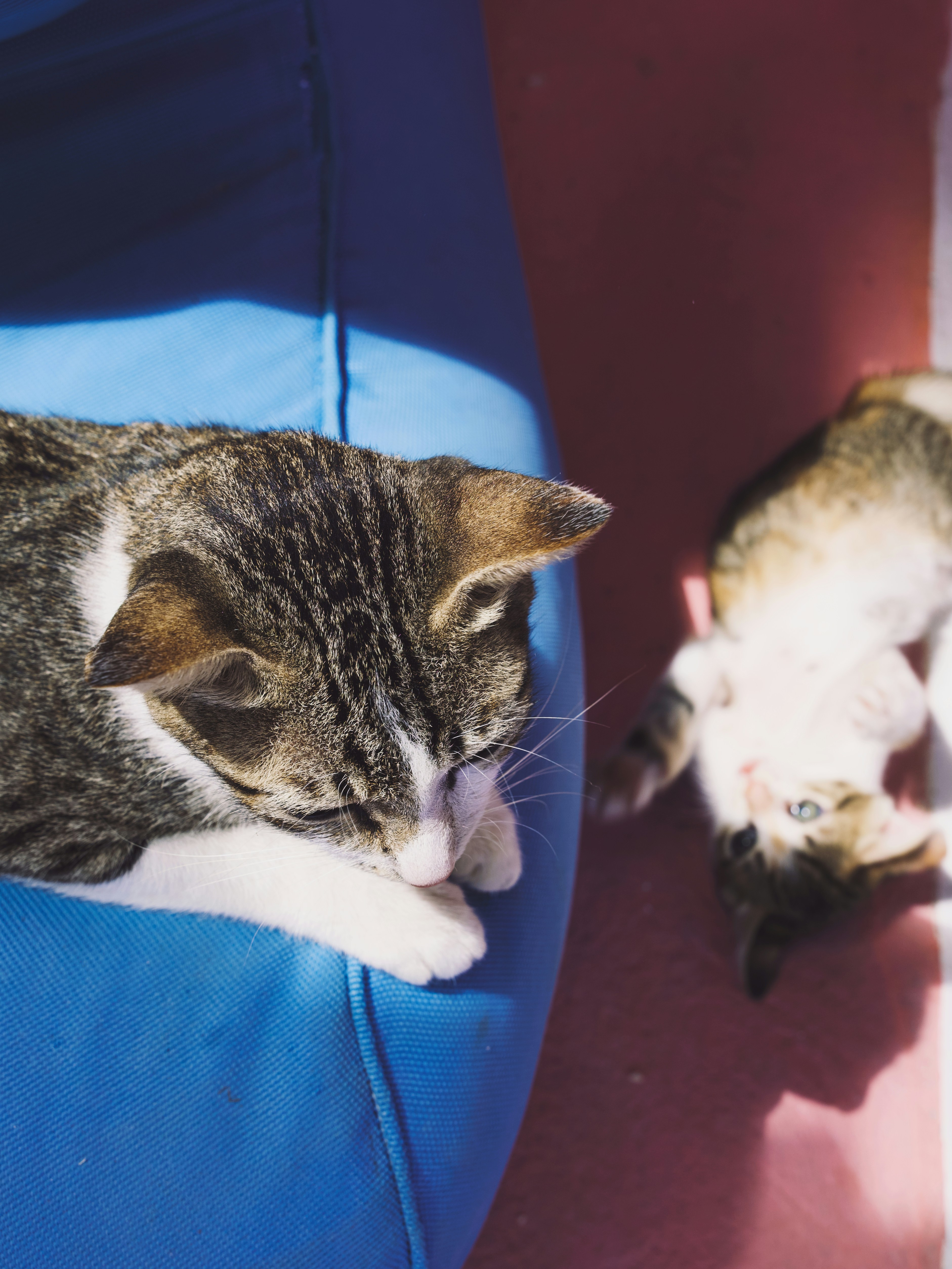 Quiet nap in the sun: tabby beside a playful cat