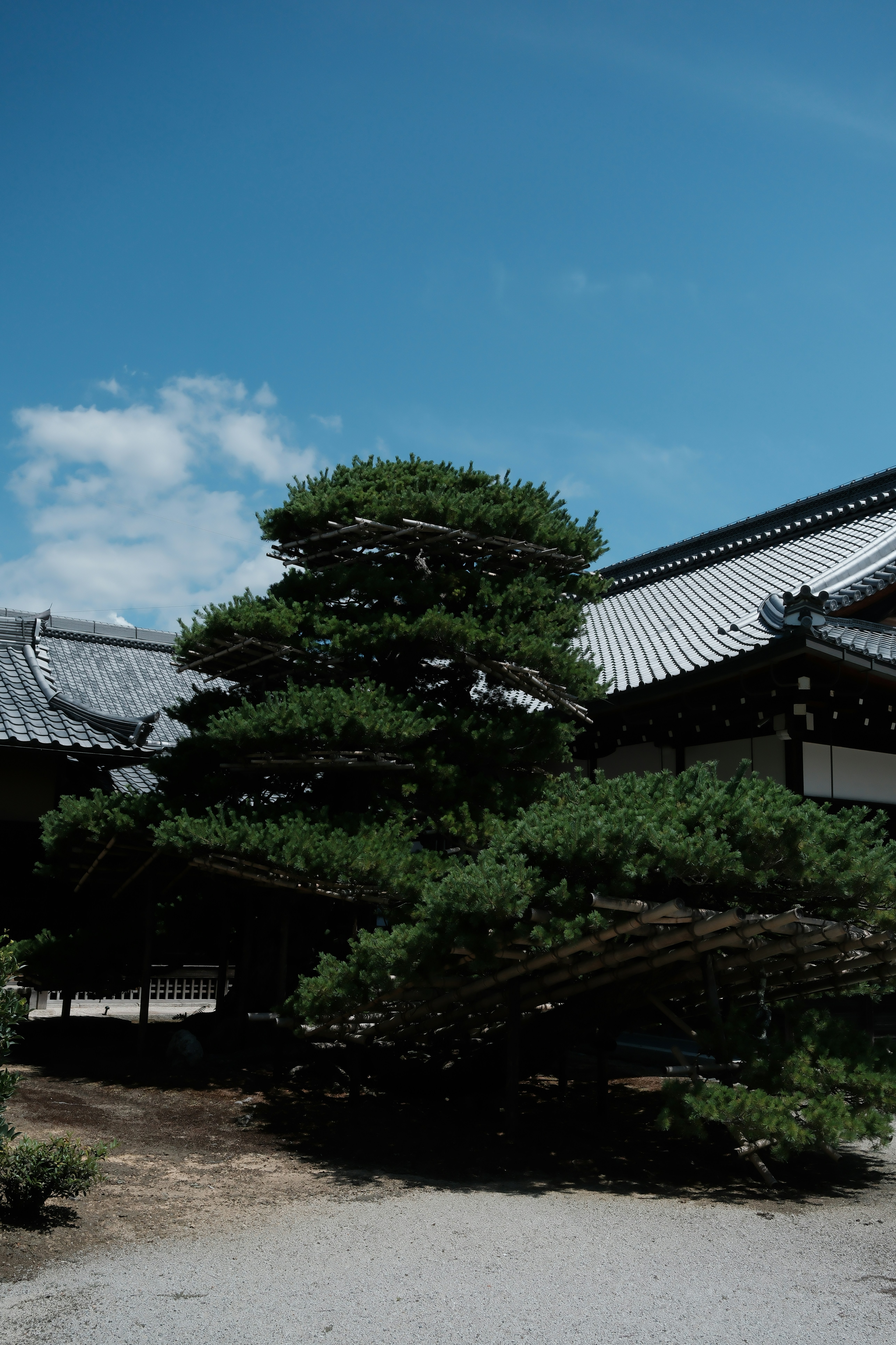 Zen Pines Framing a Traditional Roof under a Clear Sky