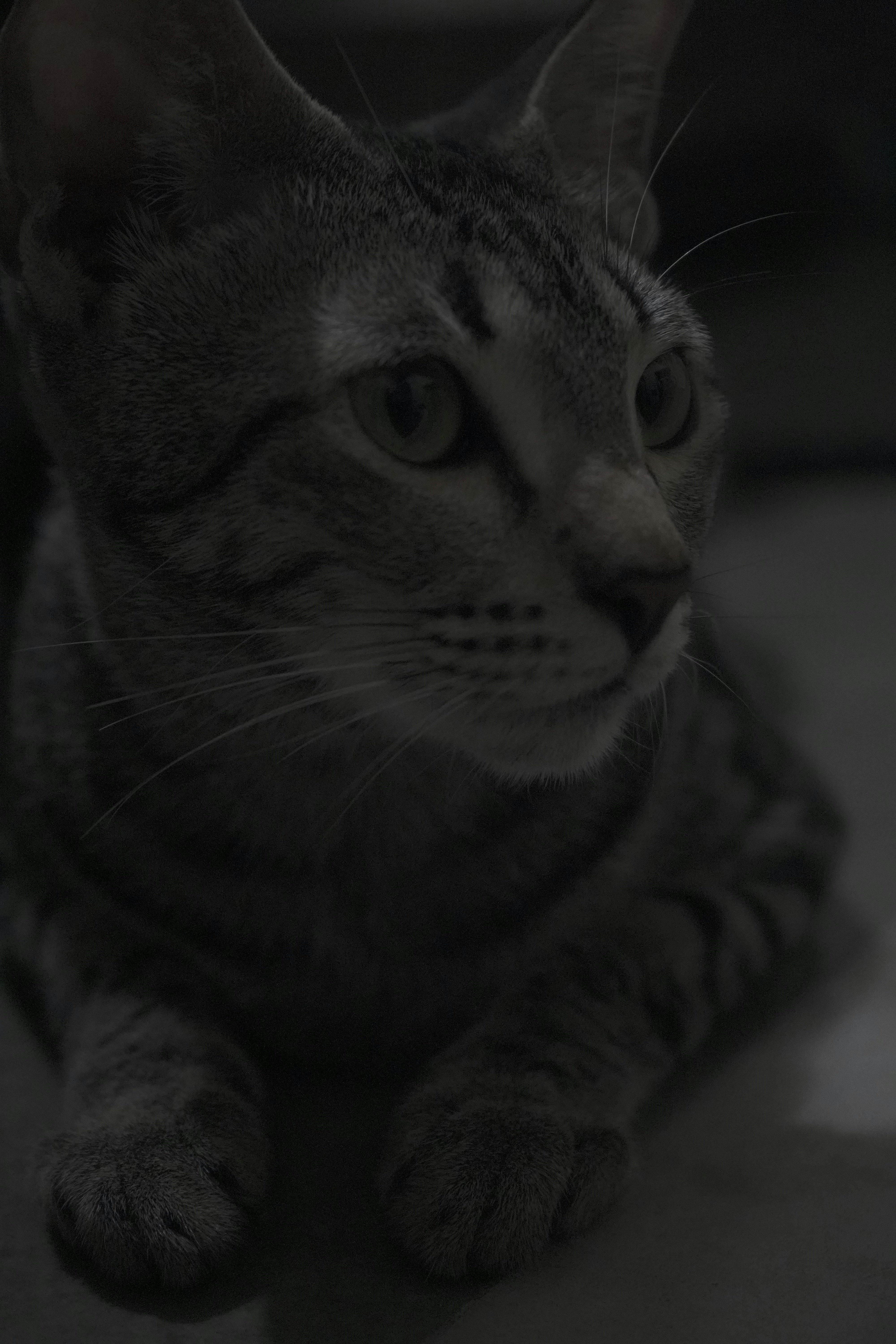 Inquisitive Whiskers: A Close-Legged Look at a Pause-Ready Cat