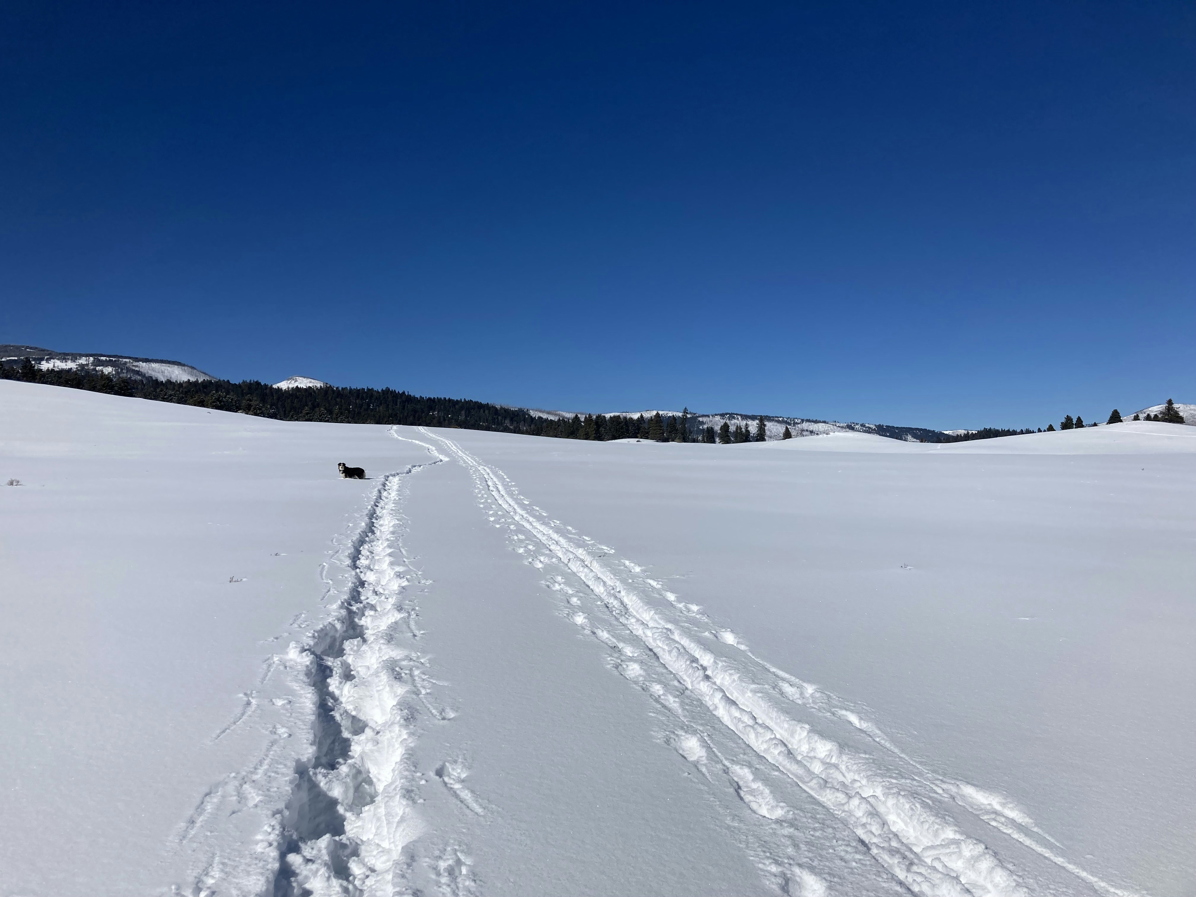 Snowbound Trail: Tracks toward the distant treeline under a sapphire sky