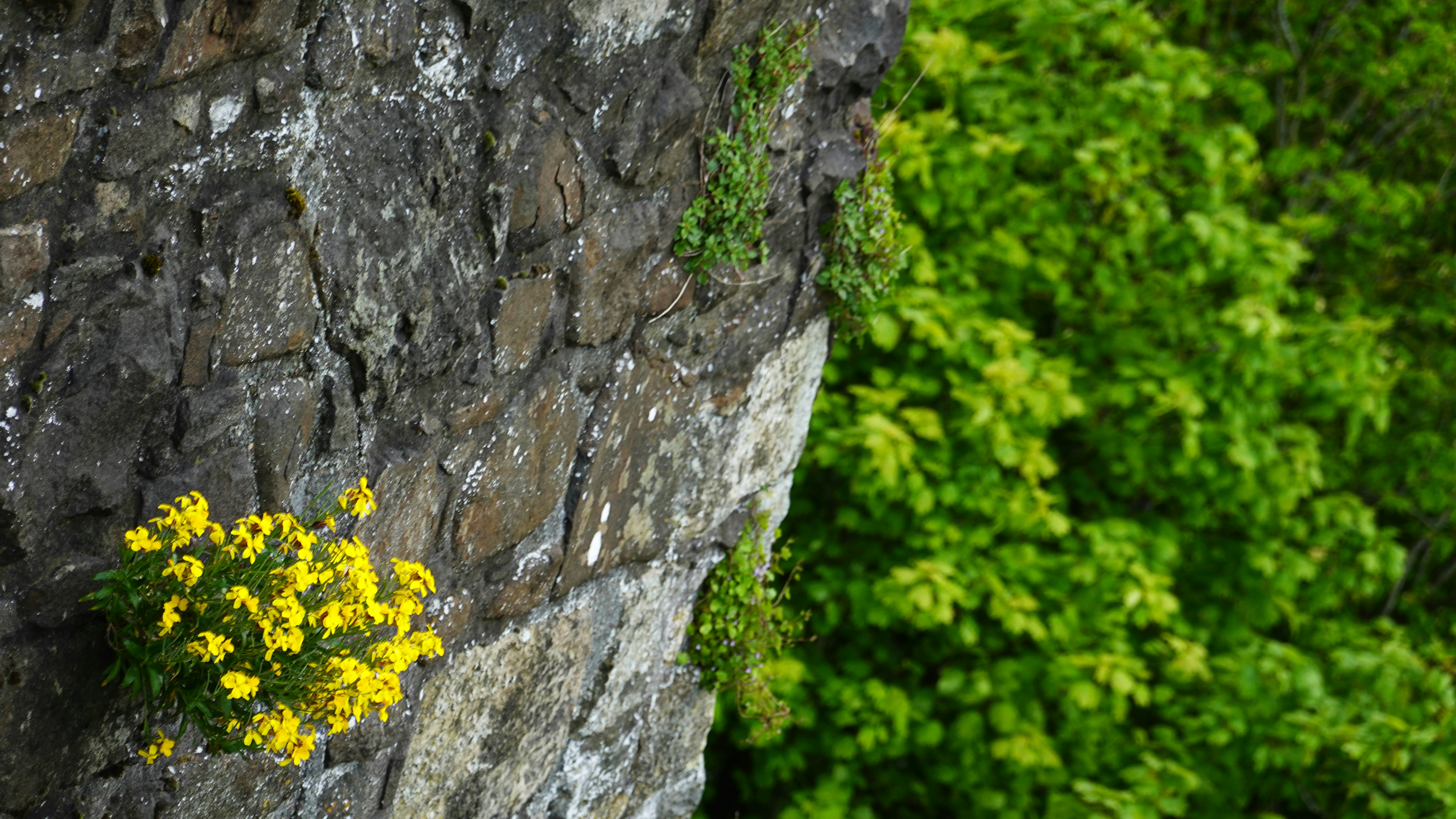 Yellow bloom Clinging to Ancient Stone