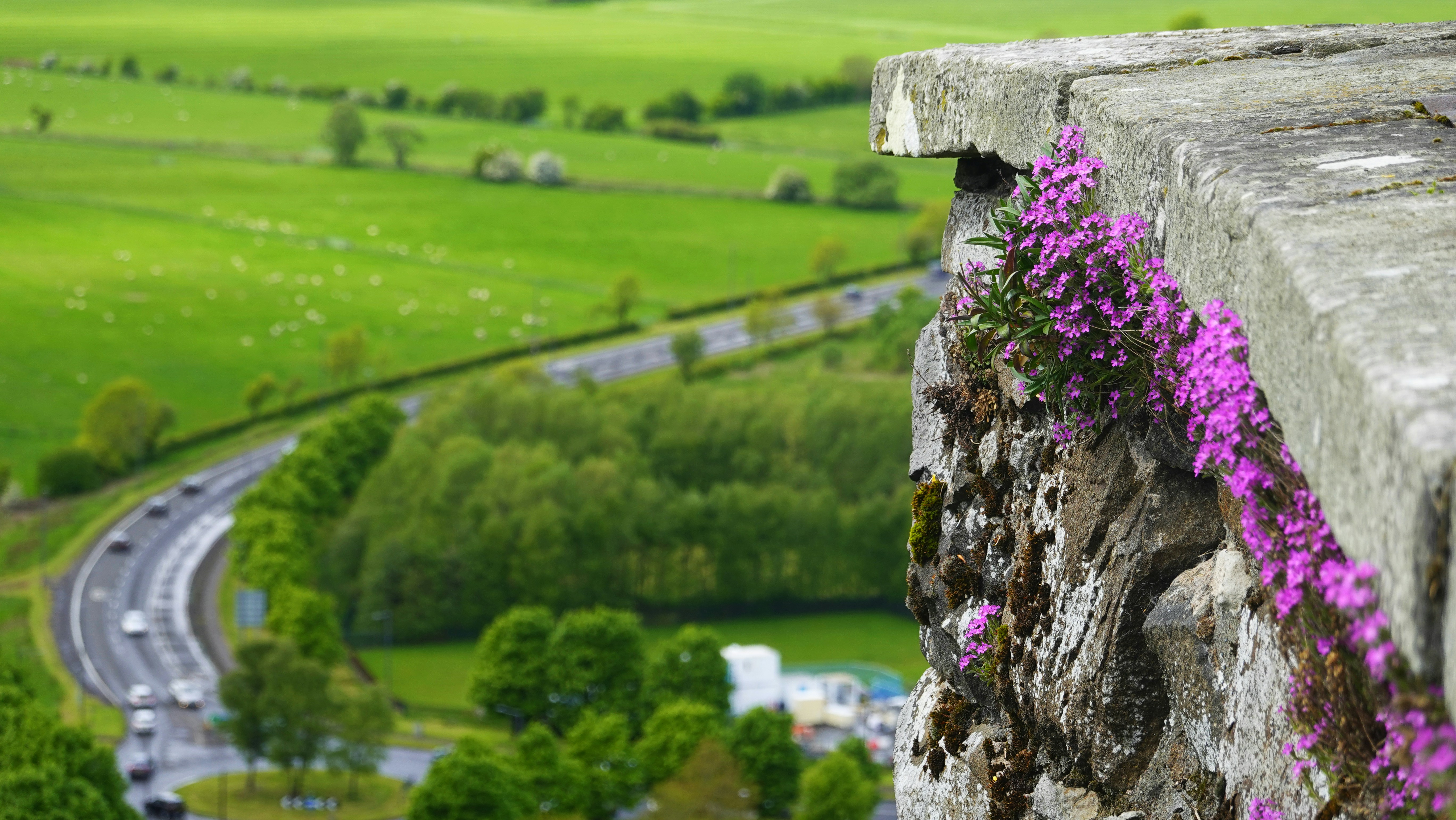 Blooms on the Stone Crest: Purple Flowers Framing a Verdant Valley